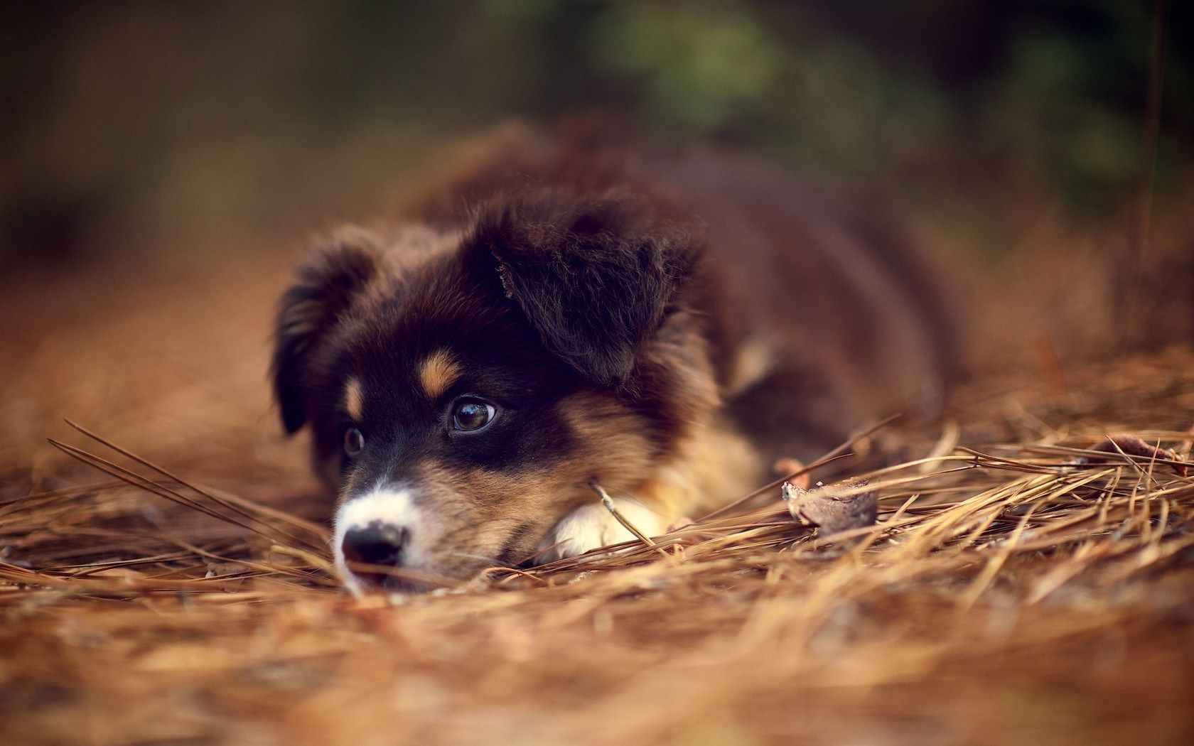 Australian Shepherd Puppy Wallpapers - Wallpaper Cave