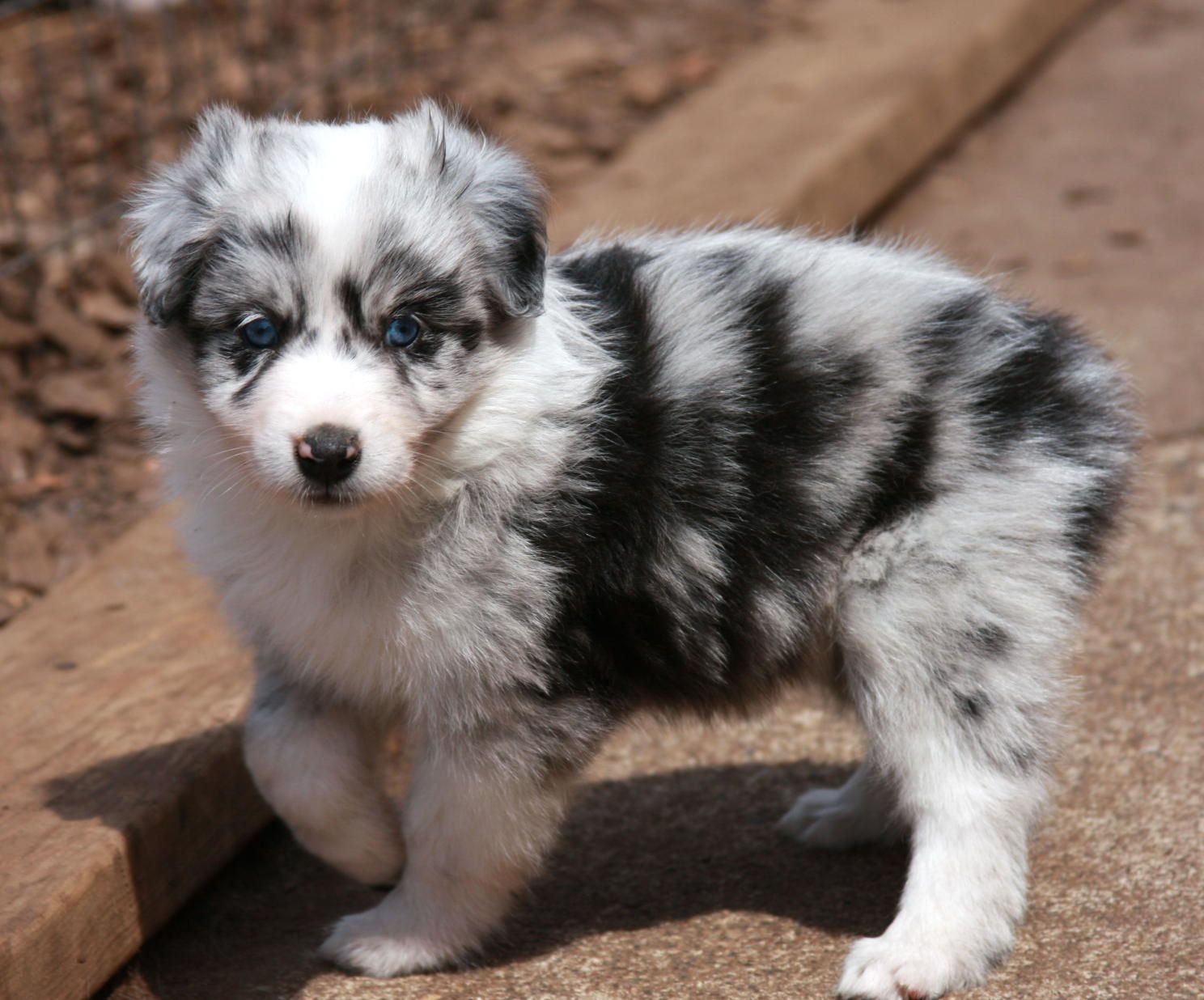 Baby Australian Shepherd Puppies