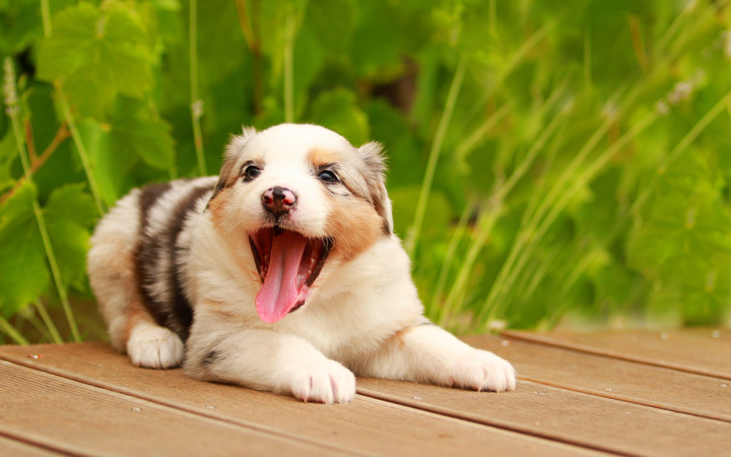 Australian Shepherd Puppy Wallpapers - Wallpaper Cave