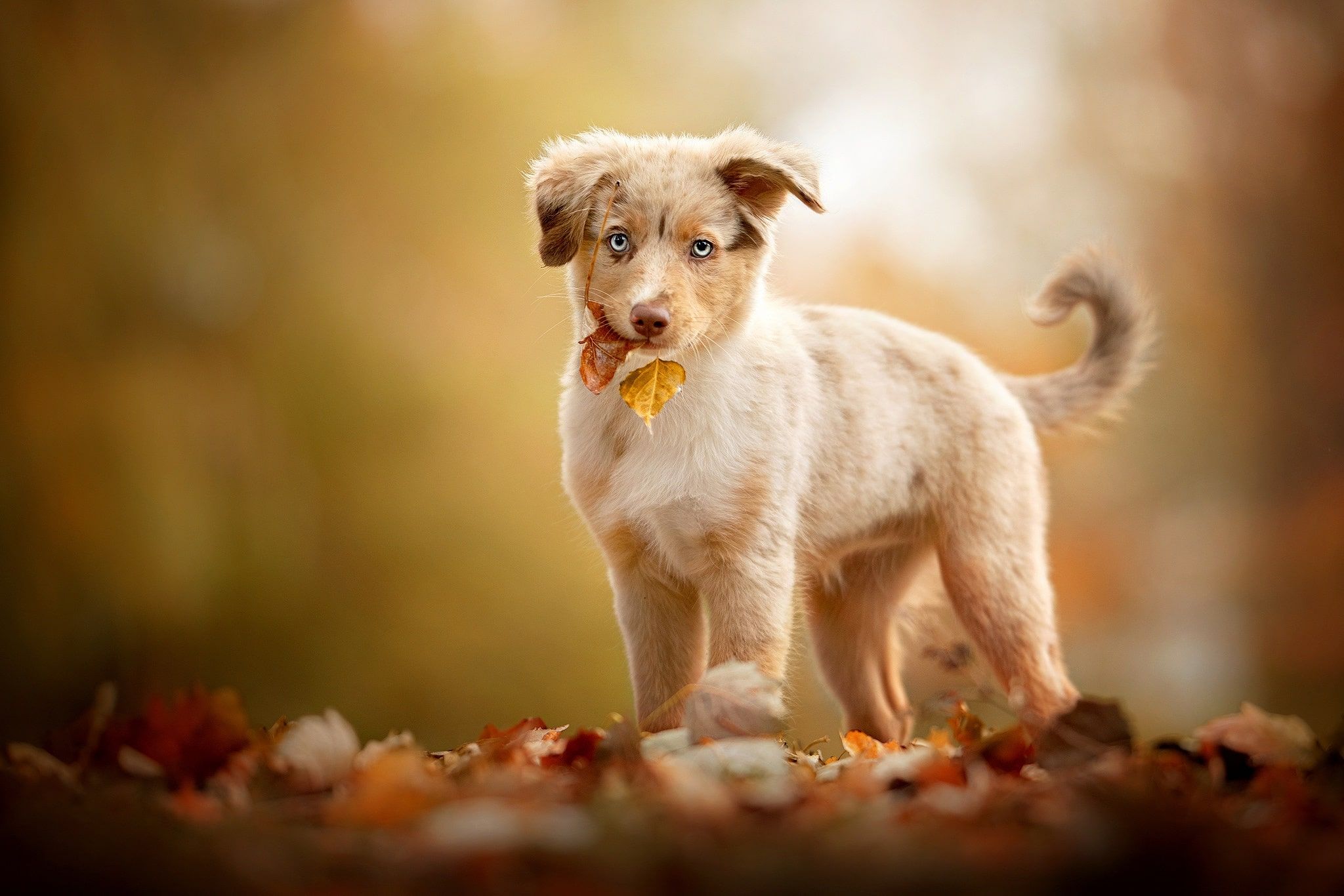 Australian Shepherd Puppy Wallpapers - Wallpaper Cave