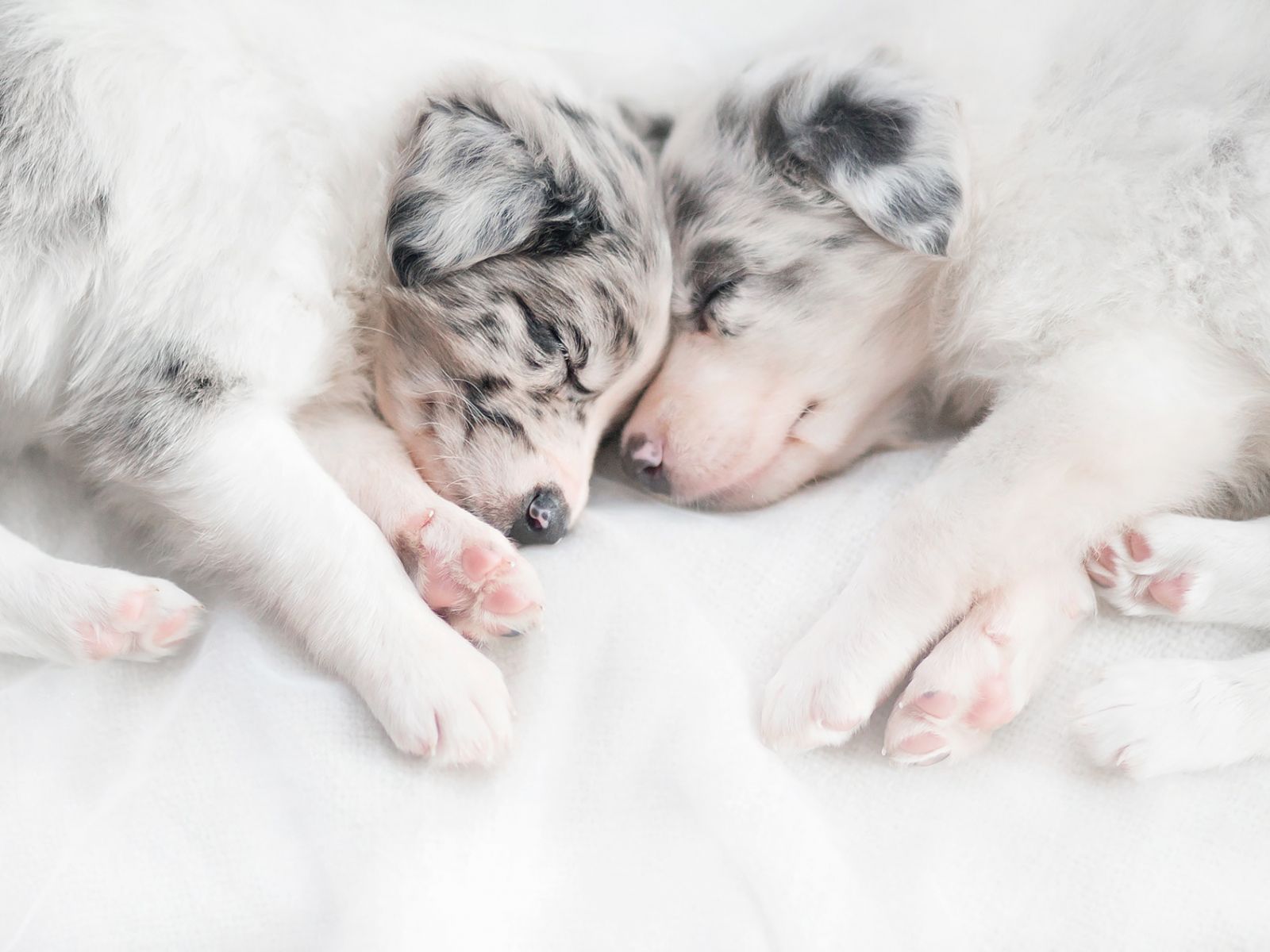 Australian Shepherd Puppy Wallpapers - Wallpaper Cave