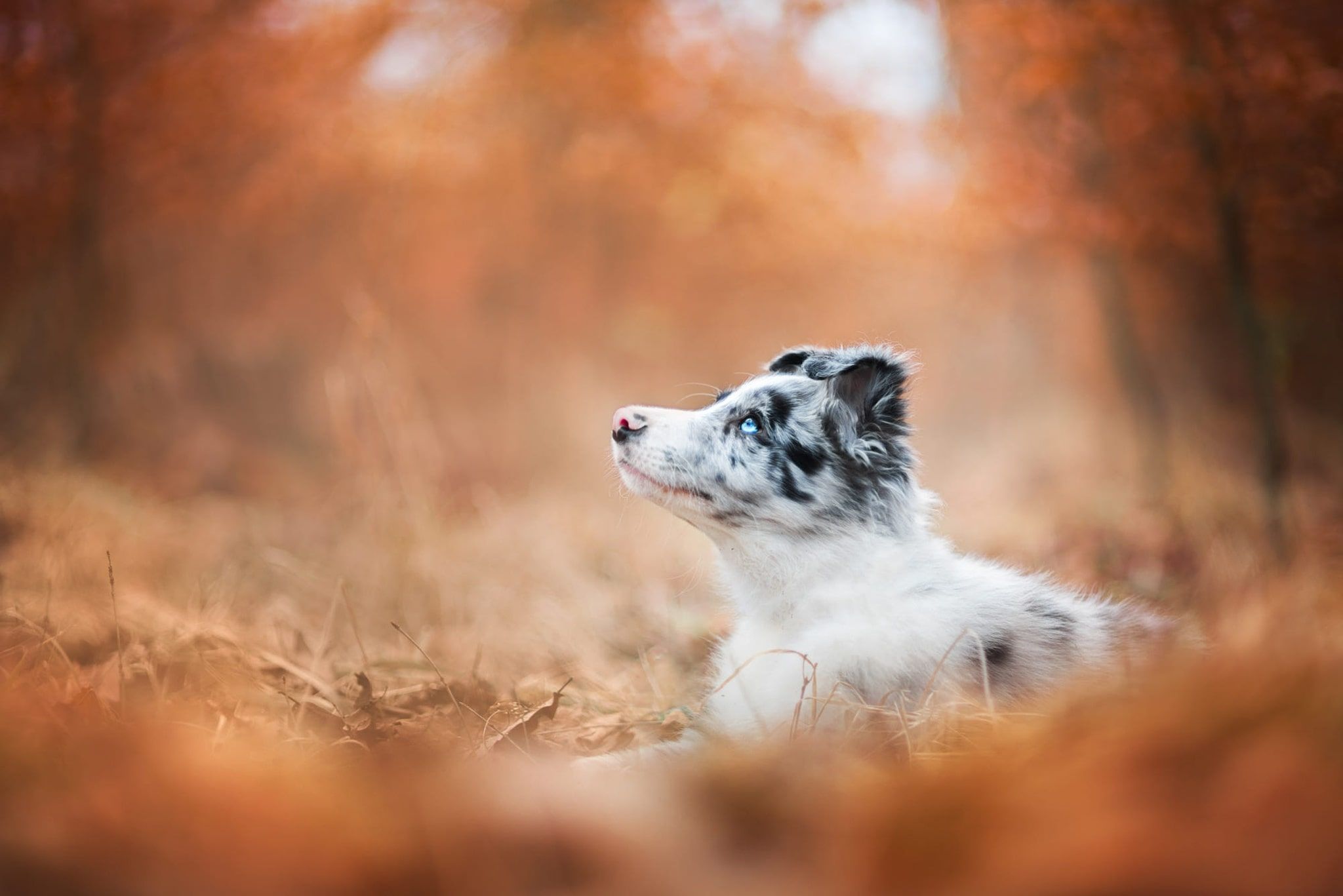 Australian Shepherd Puppy Wallpapers - Wallpaper Cave
