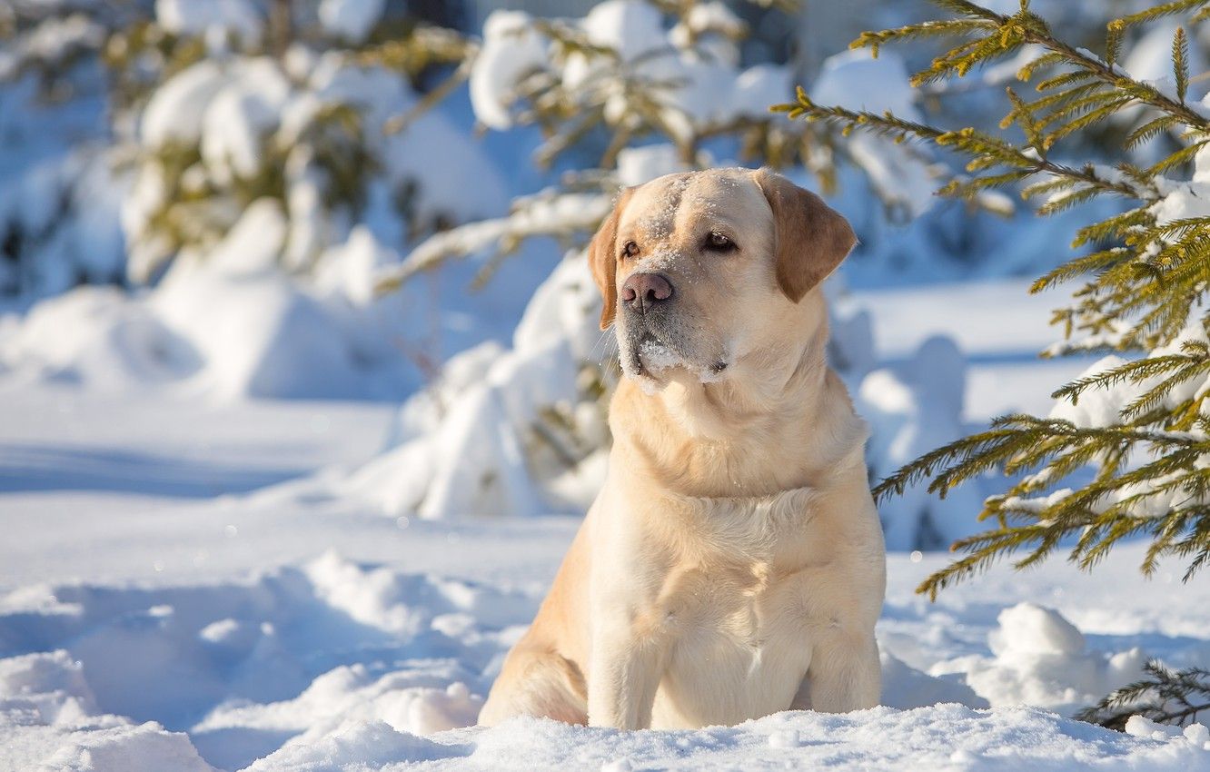 Labrador Winter Wallpapers - Wallpaper Cave