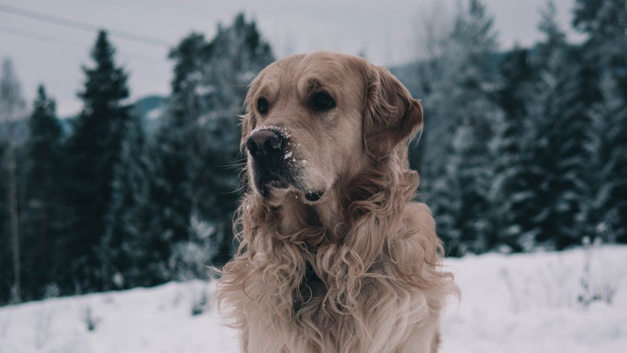 Labrador Winter Wallpapers - Wallpaper Cave