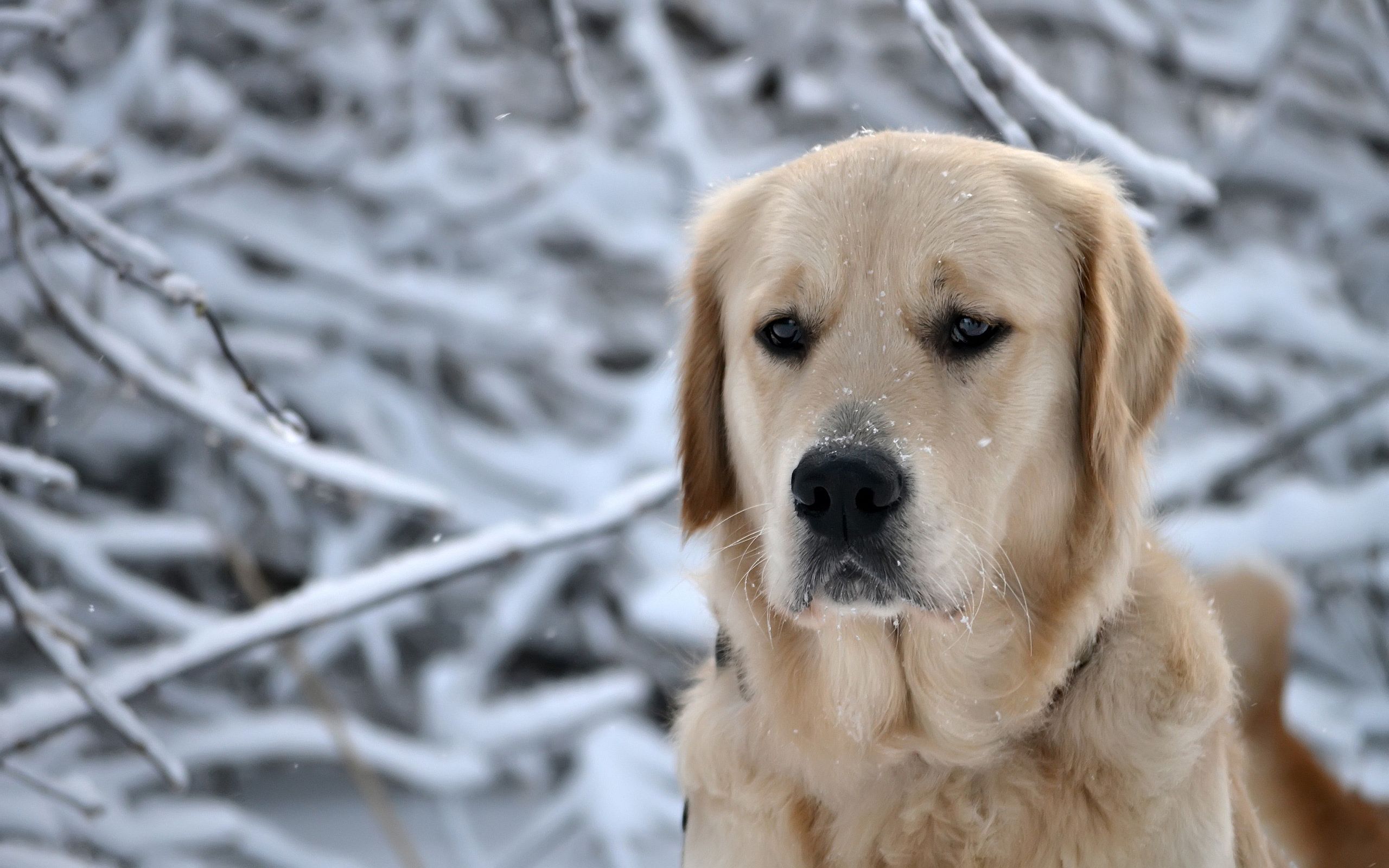 Labrador Winter Wallpapers - Wallpaper Cave