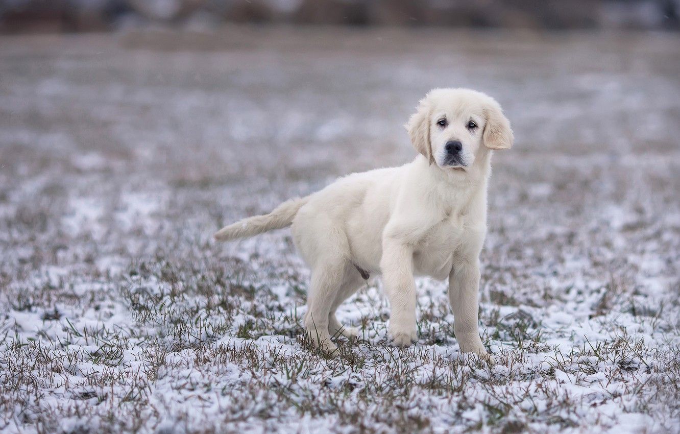 Labrador Winter Wallpapers - Wallpaper Cave