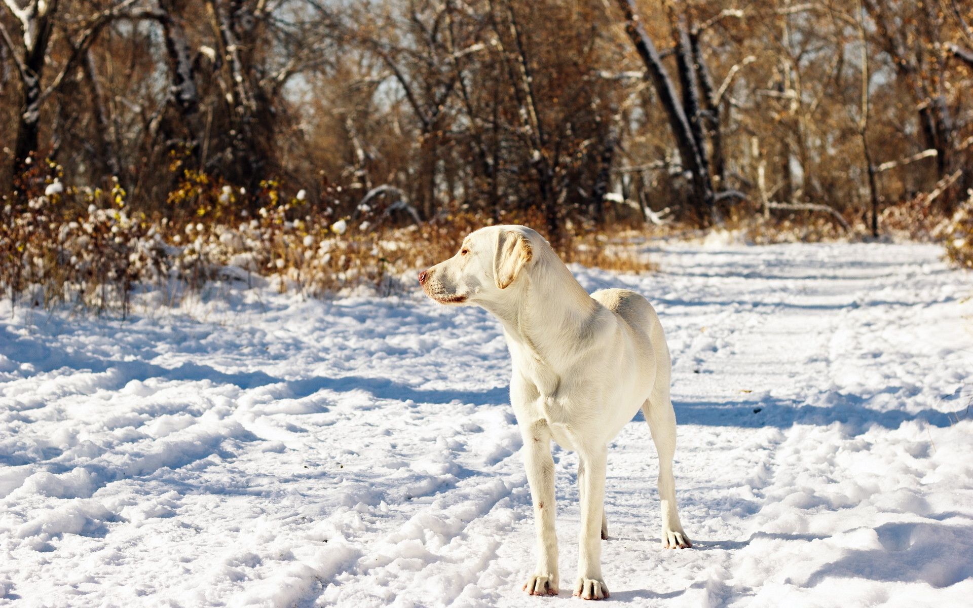 Labrador Winter Wallpapers - Wallpaper Cave