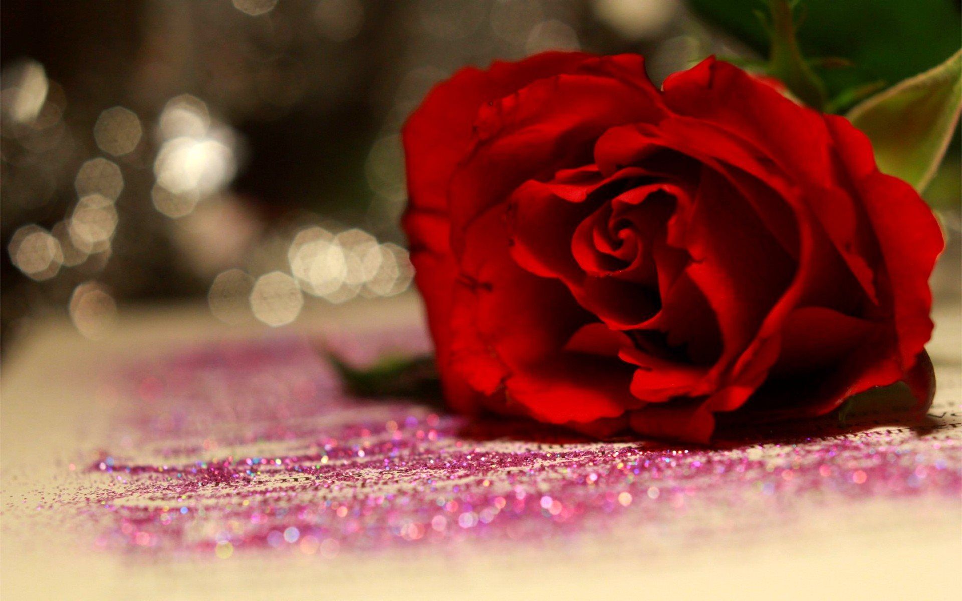 Red Rose Winter Wallpapers - Wallpaper Cave