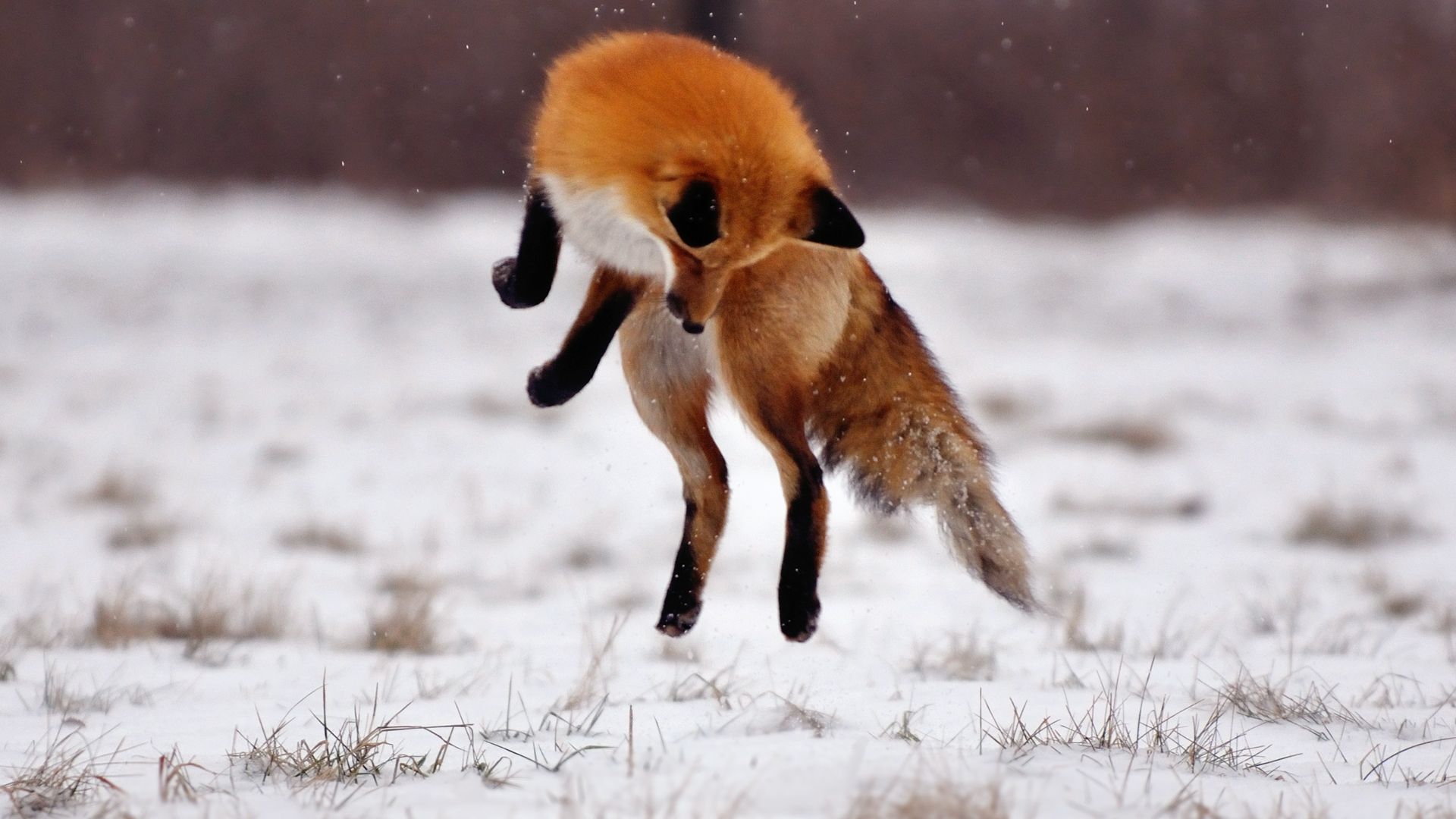 Winter Baby Fox Wallpapers - Wallpaper Cave