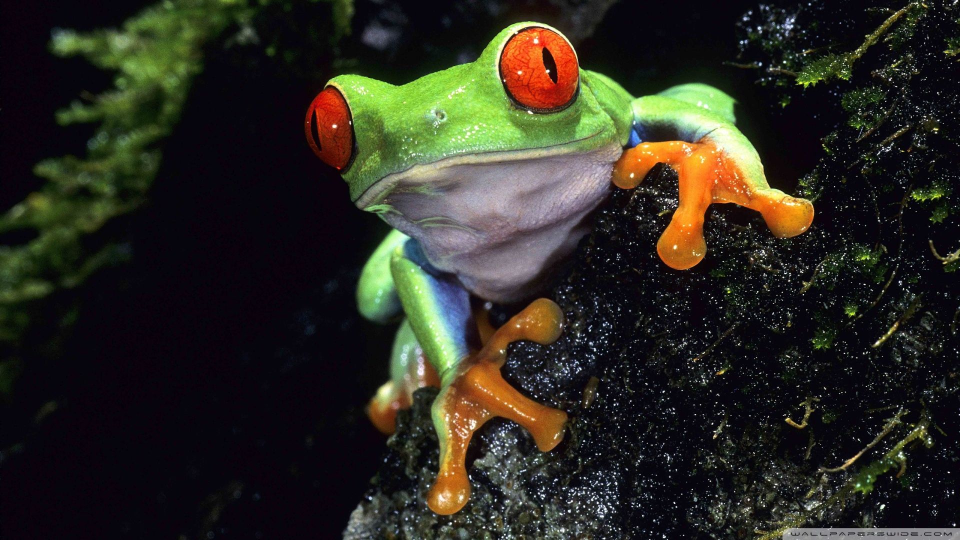Cuban Tree Frog Wallpapers - Wallpaper Cave