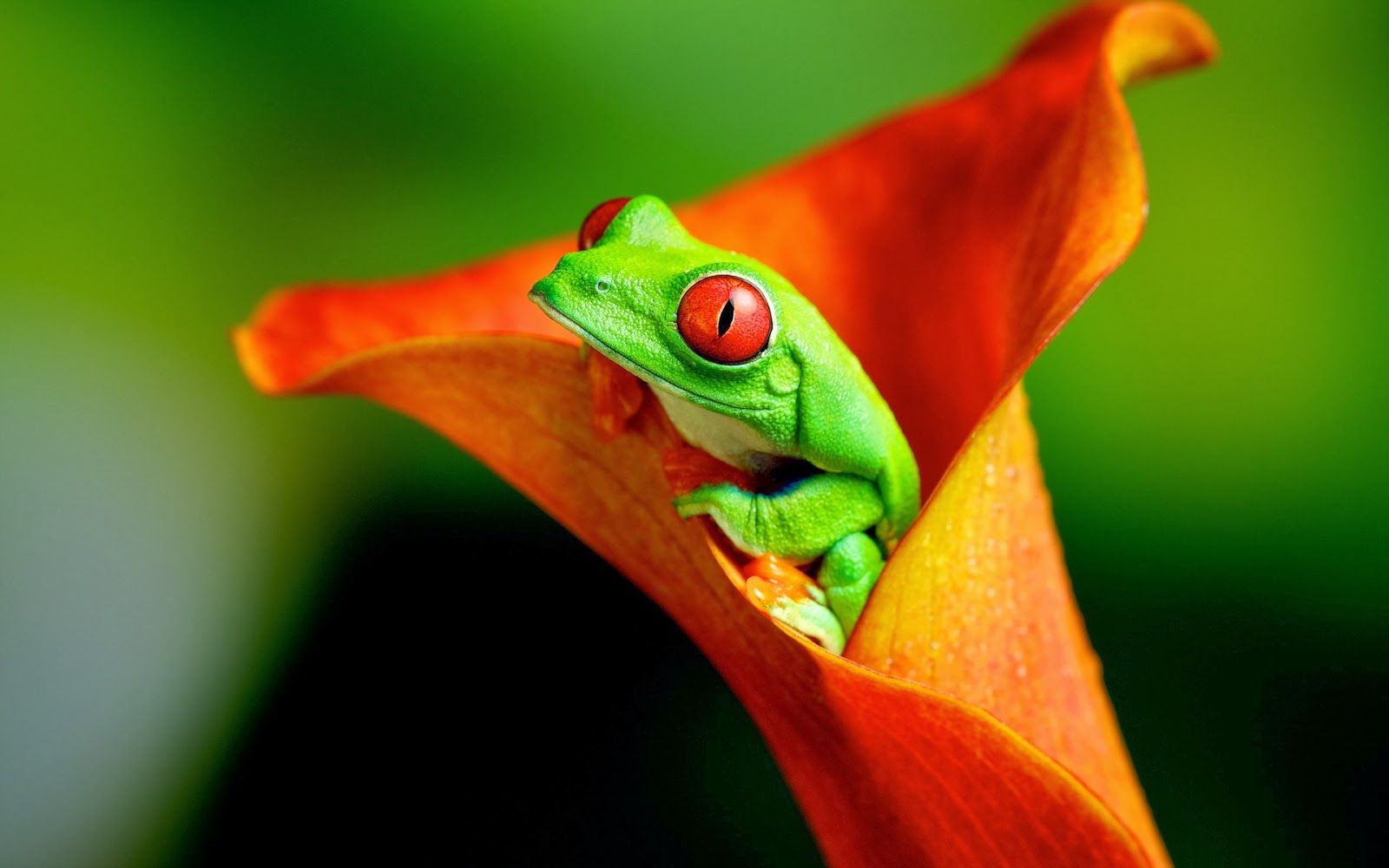 Cuban Tree Frog Wallpapers - Wallpaper Cave