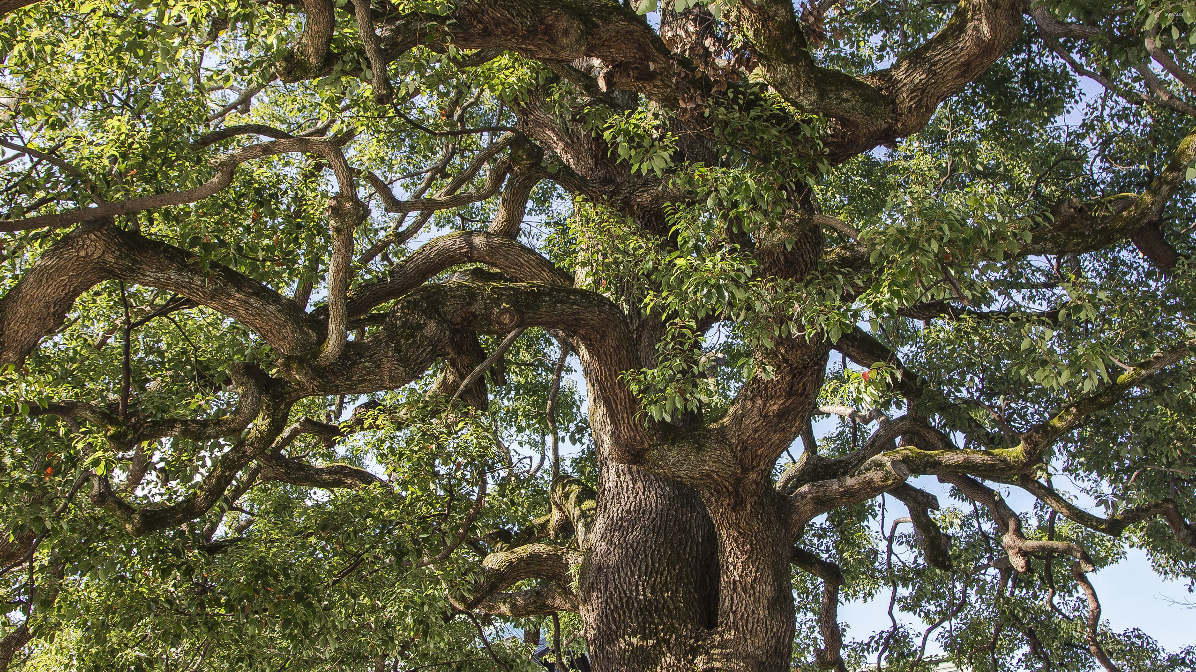 Old Tree Wallpapers - Wallpaper Cave