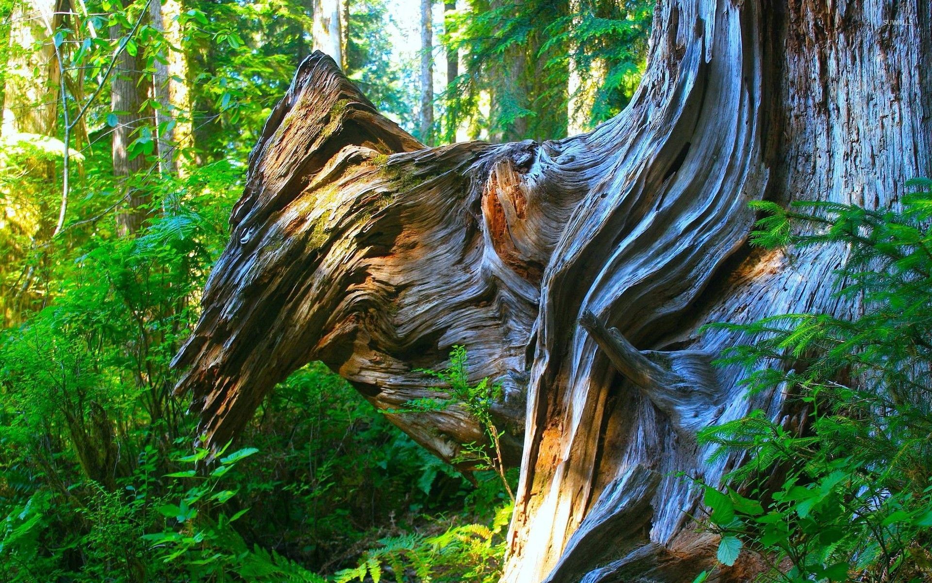 Old Tree Wallpapers - Wallpaper Cave