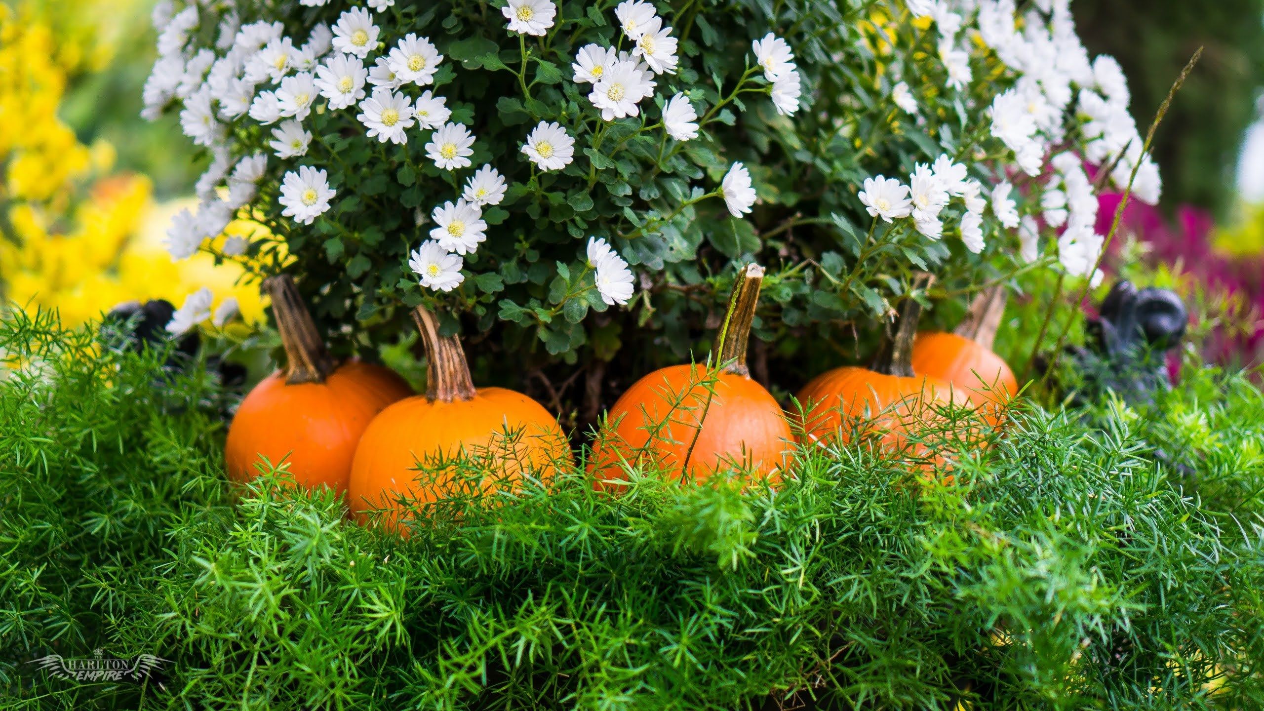 Autumn Harvest Cozy Wallpapers - Wallpaper Cave