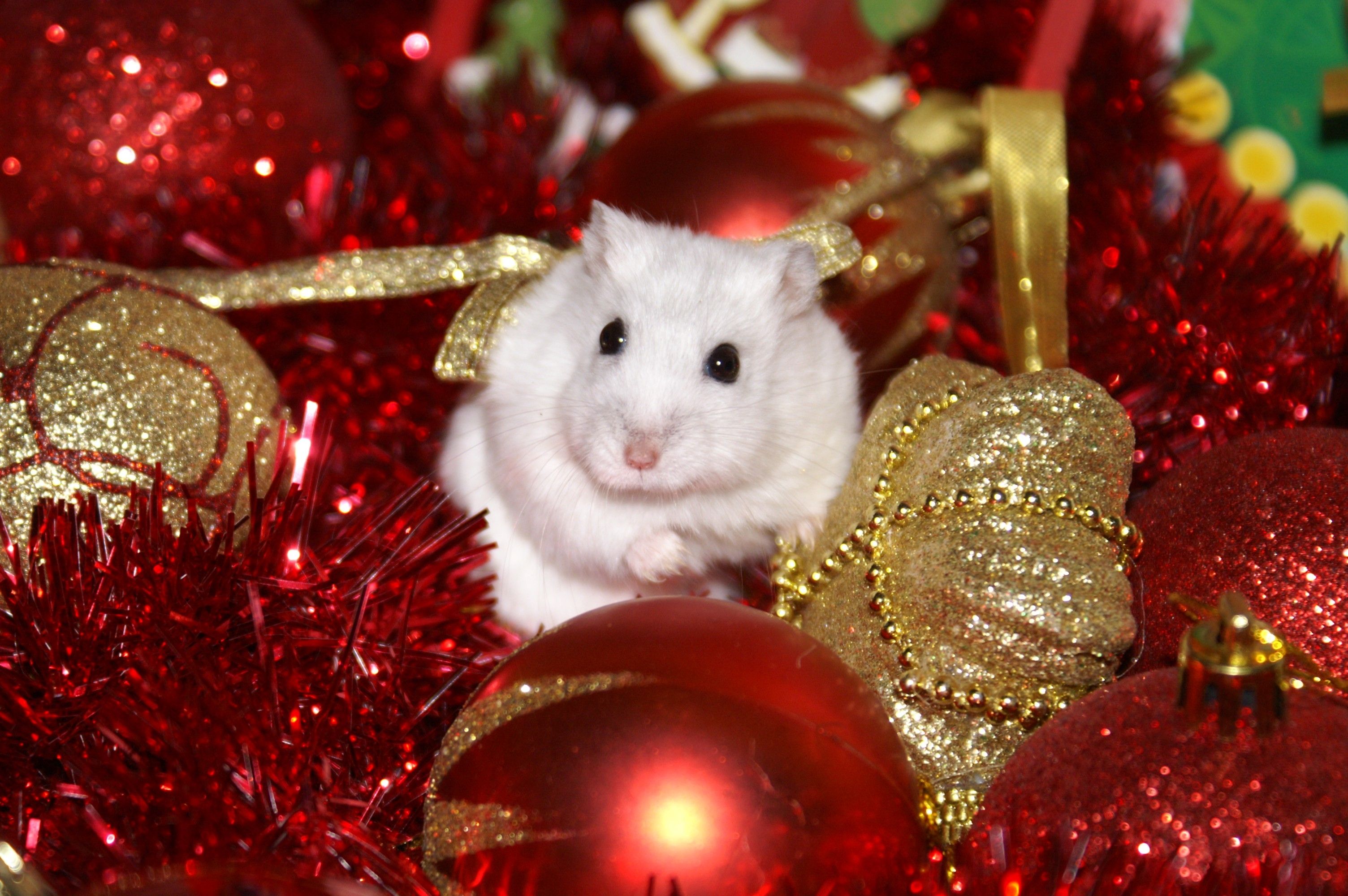 Cute Hamster Christmas Wallpapers - Wallpaper Cave