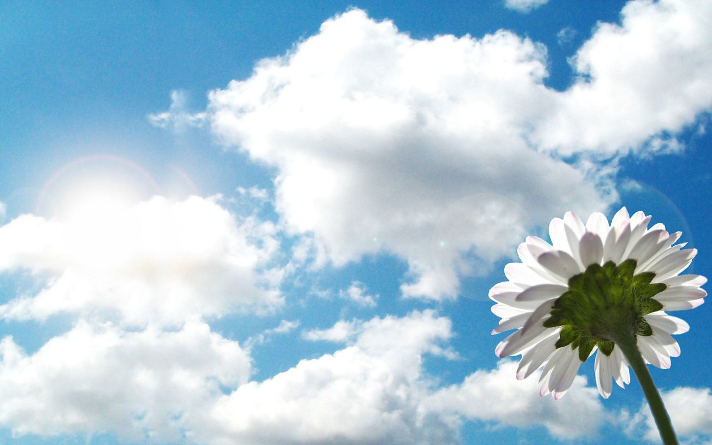 Sky Blue Spring Anime Wallpapers - Wallpaper Cave