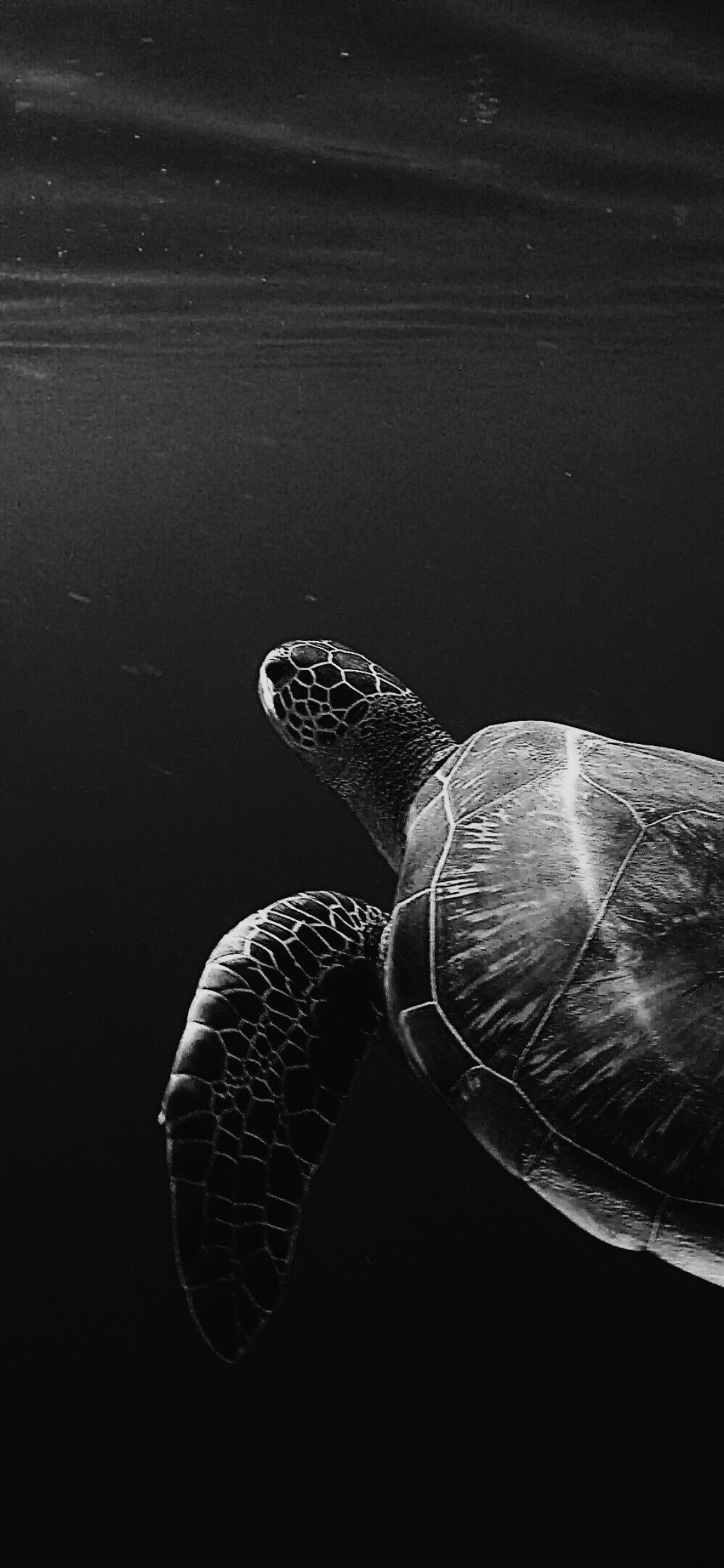 Aesthetic Turtle Wallpapers - Wallpaper Cave