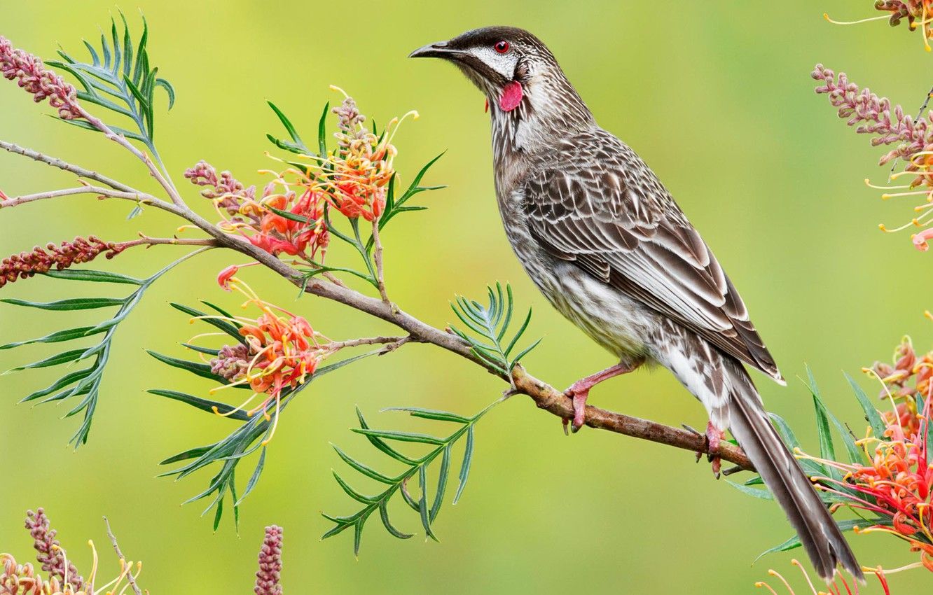Australian Birds Wallpapers - Wallpaper Cave
