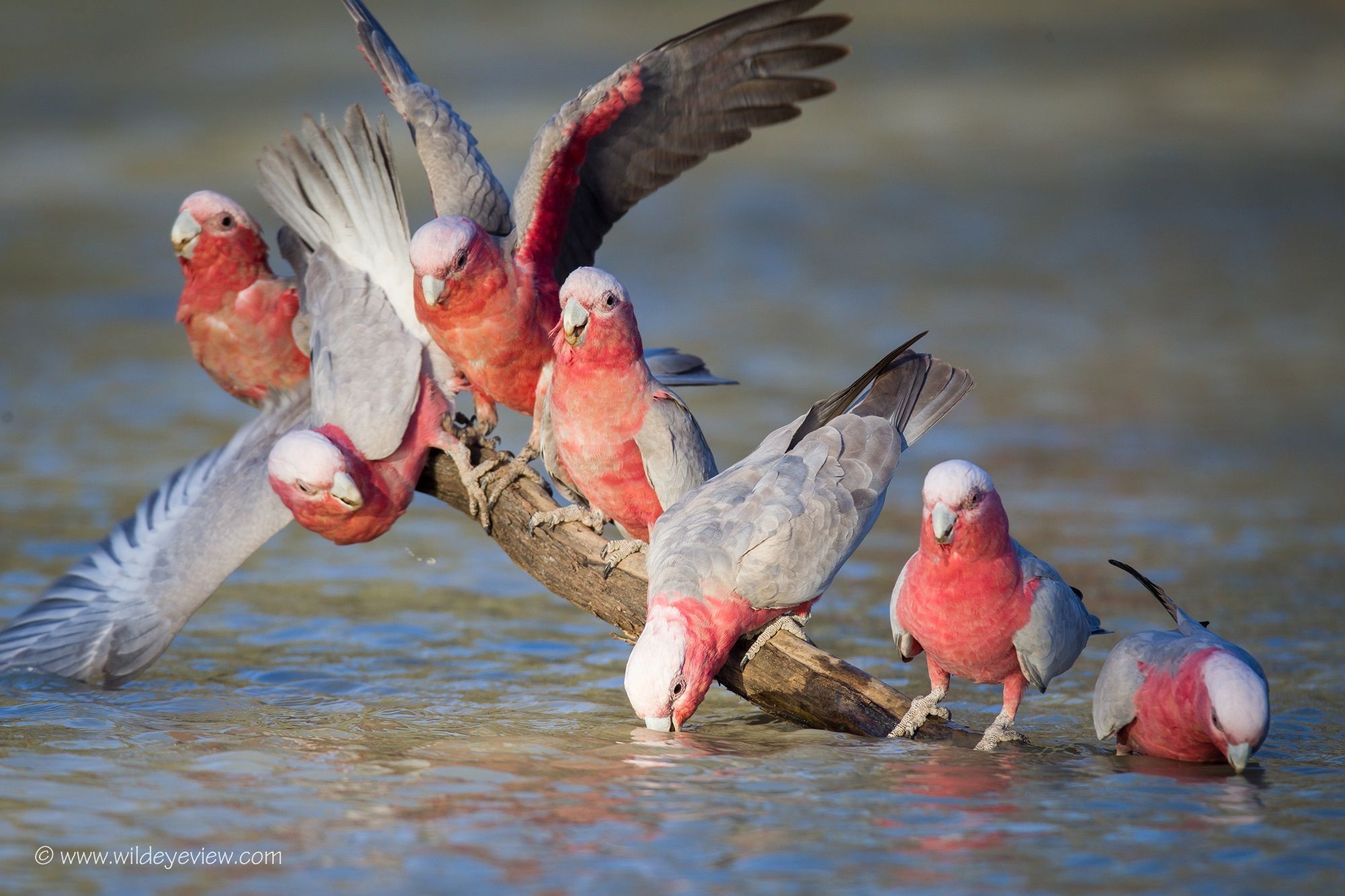 Australian Birds Wallpapers - Wallpaper Cave