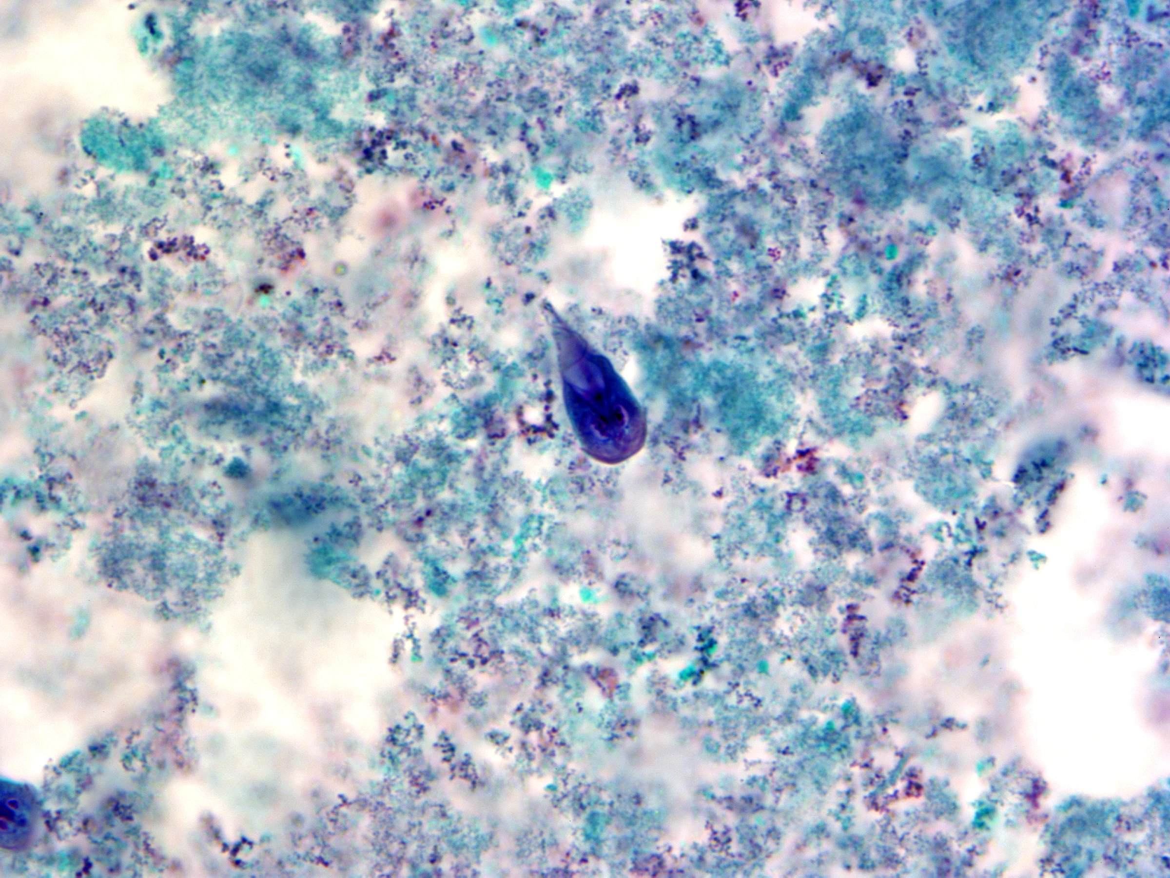 Protozoa Wallpapers - Wallpaper Cave