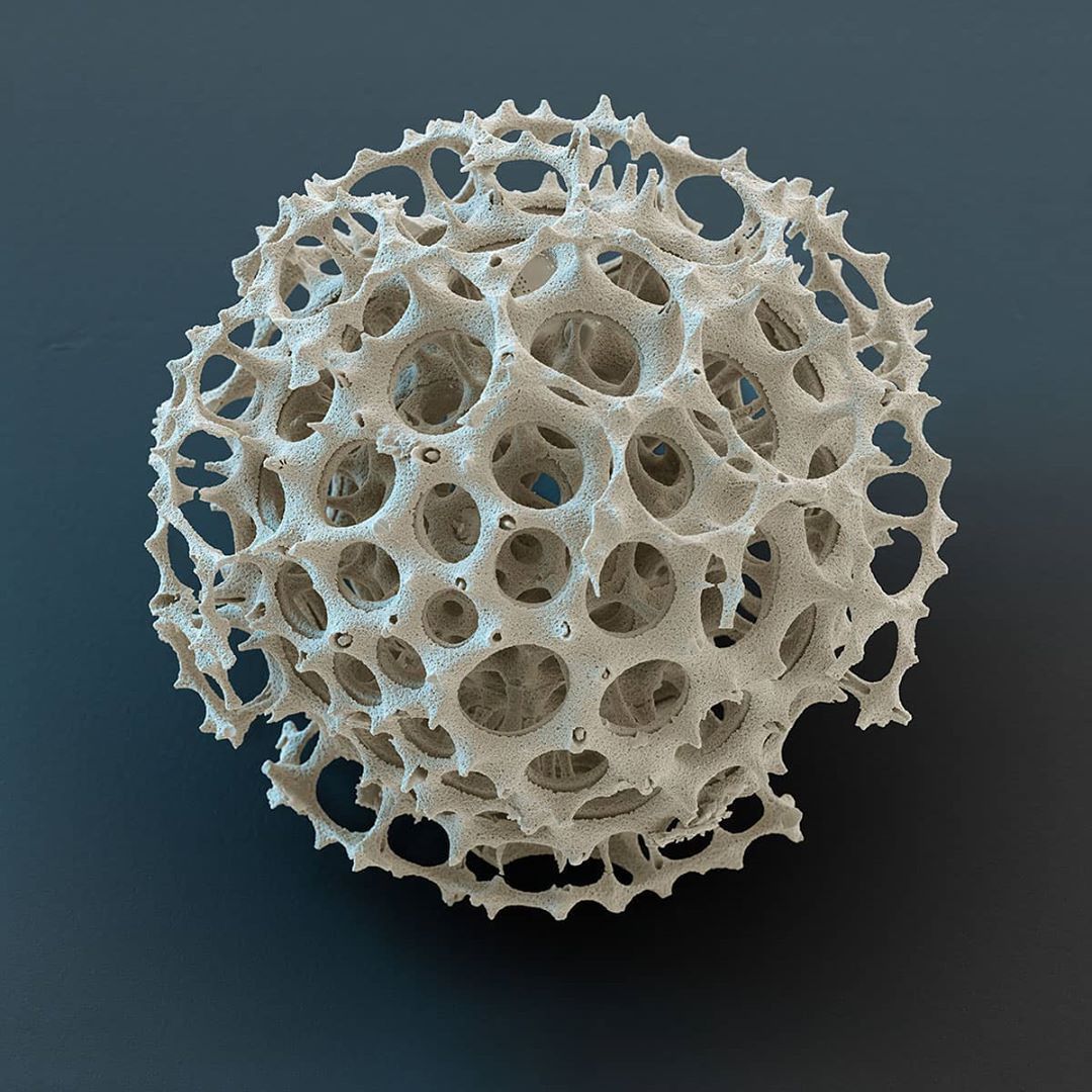 Protozoa Wallpapers - Wallpaper Cave