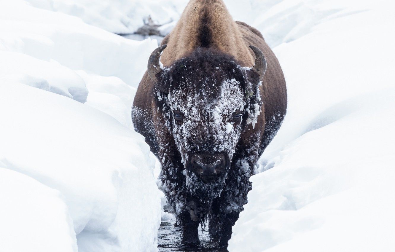 Winter Buffalo Wallpapers - Wallpaper Cave