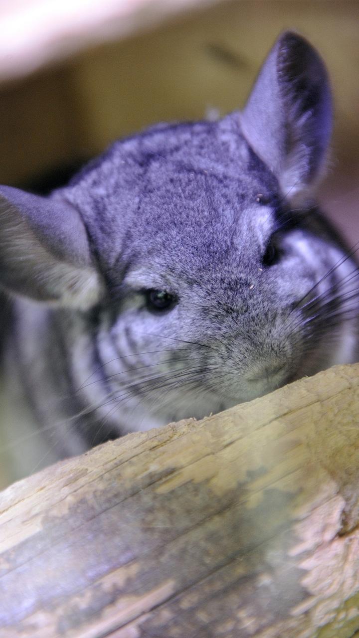 Chinchillas Wallpapers - Wallpaper Cave