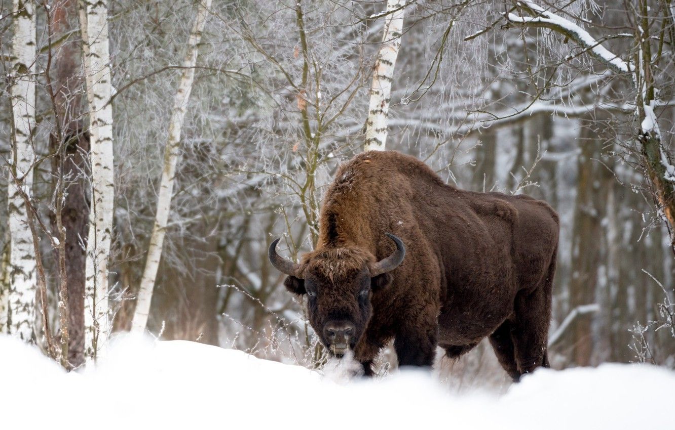Winter Buffalo Wallpapers - Wallpaper Cave