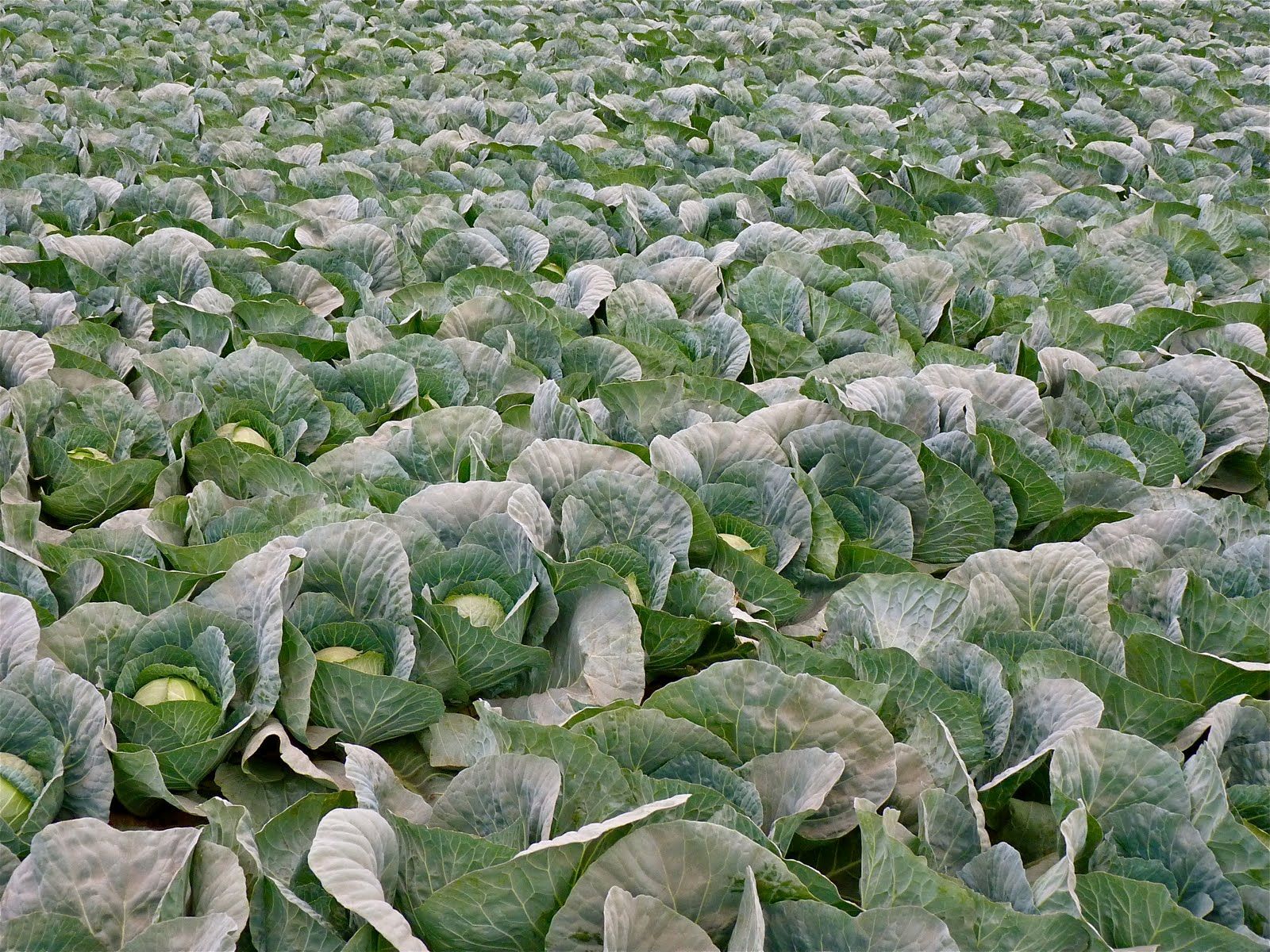 Cabbage Field Wallpapers - Wallpaper Cave