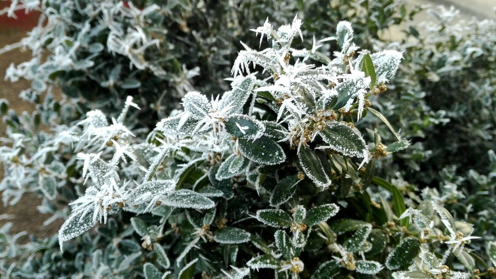 Winter Plants Wallpapers - Wallpaper Cave