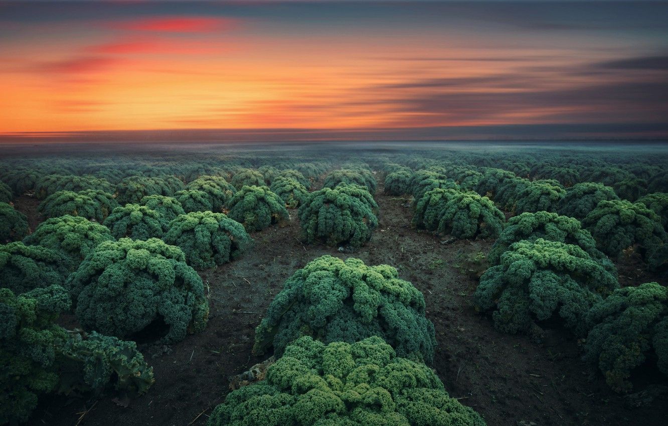 Cabbage Field Wallpapers - Wallpaper Cave