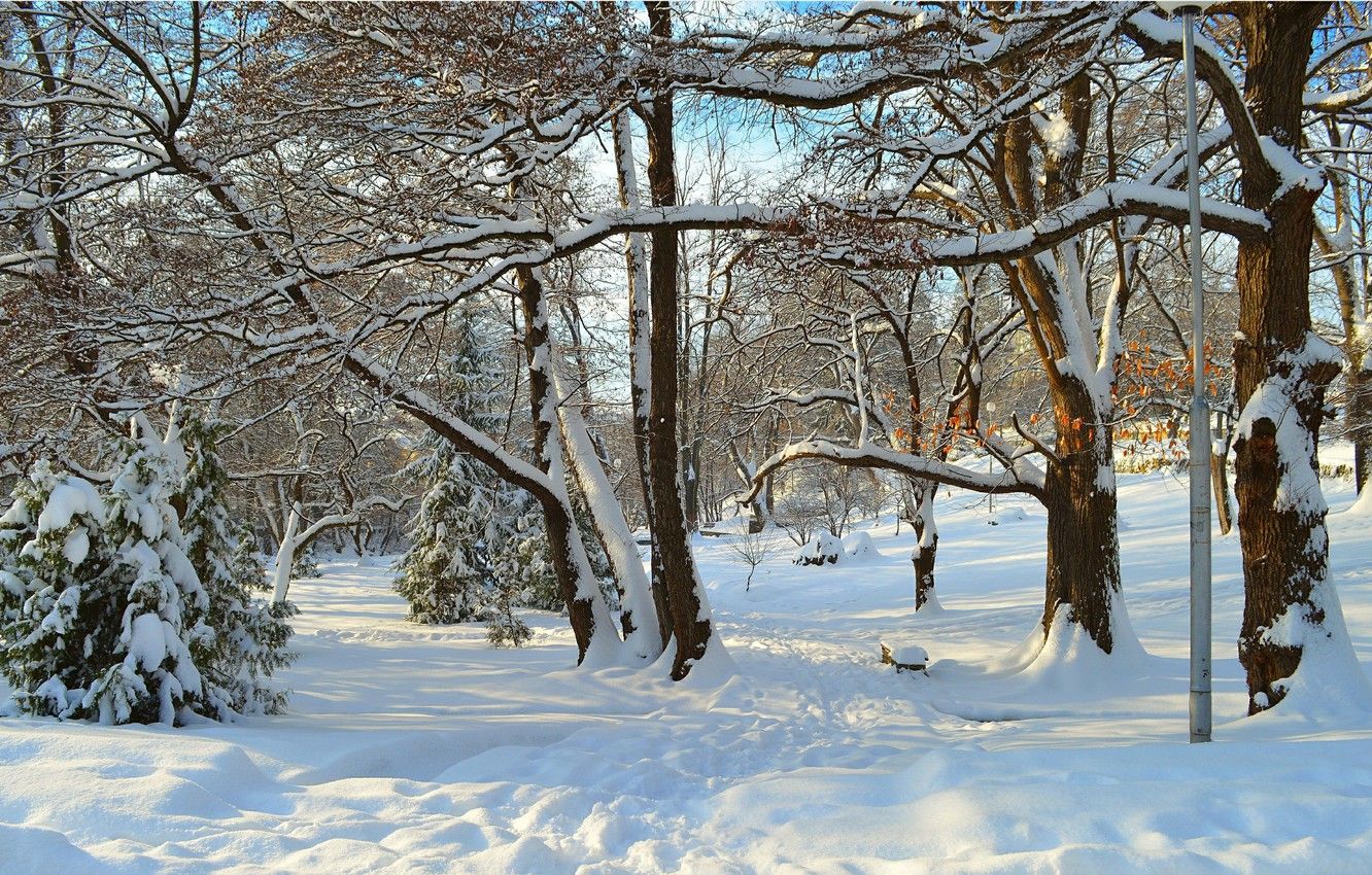 Winter Trees Snow Wallpapers - Wallpaper Cave