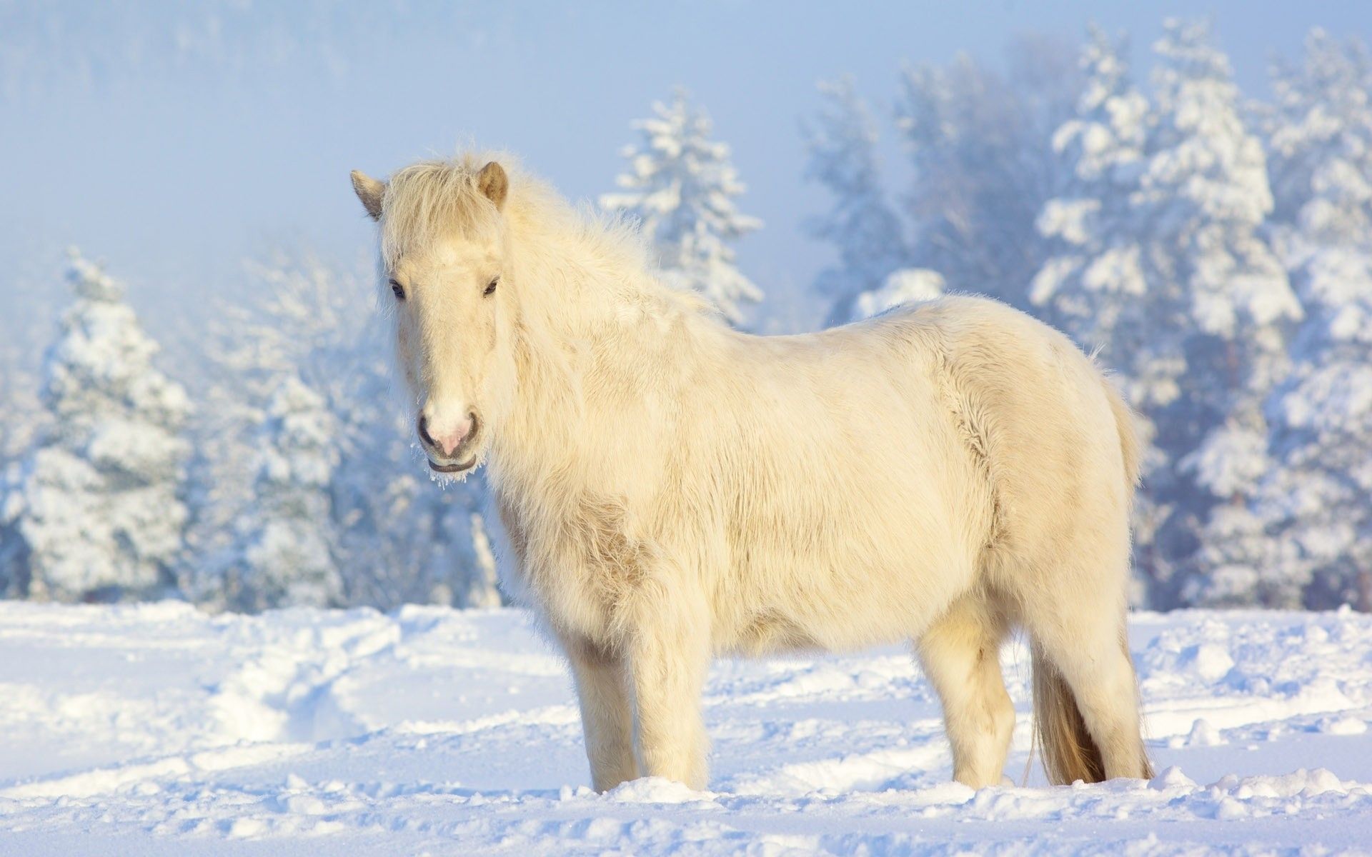 Beautiful Winter Horse Wallpapers - Wallpaper Cave