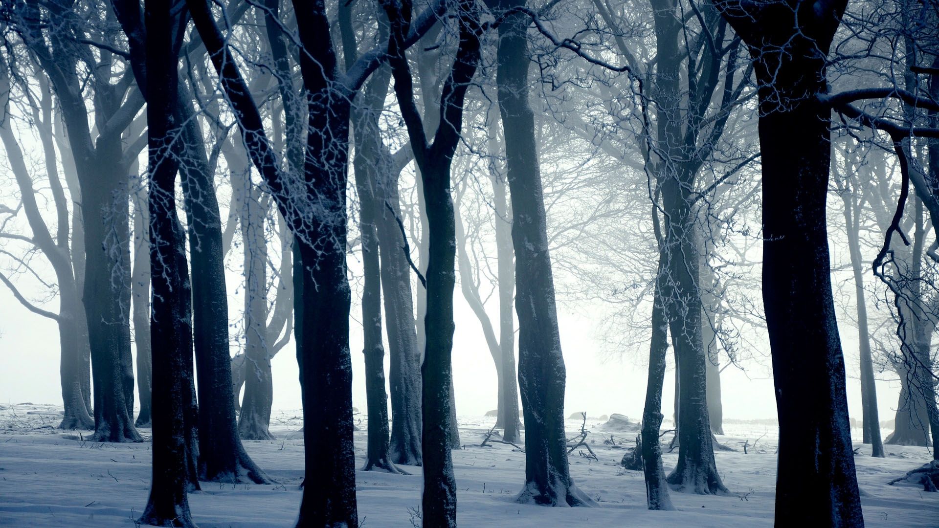 Cold Forest Wallpapers - Wallpaper Cave