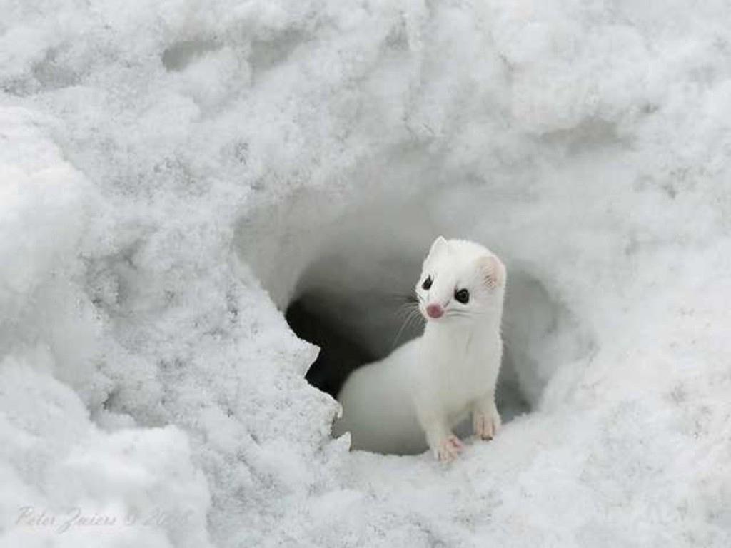 Cute Animal Winter Wallpapers - Wallpaper Cave