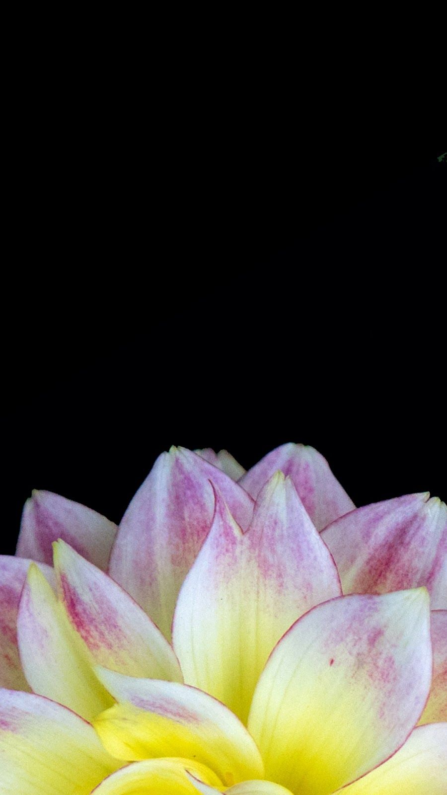 Flower Amoled Phone Wallpapers - Wallpaper Cave
