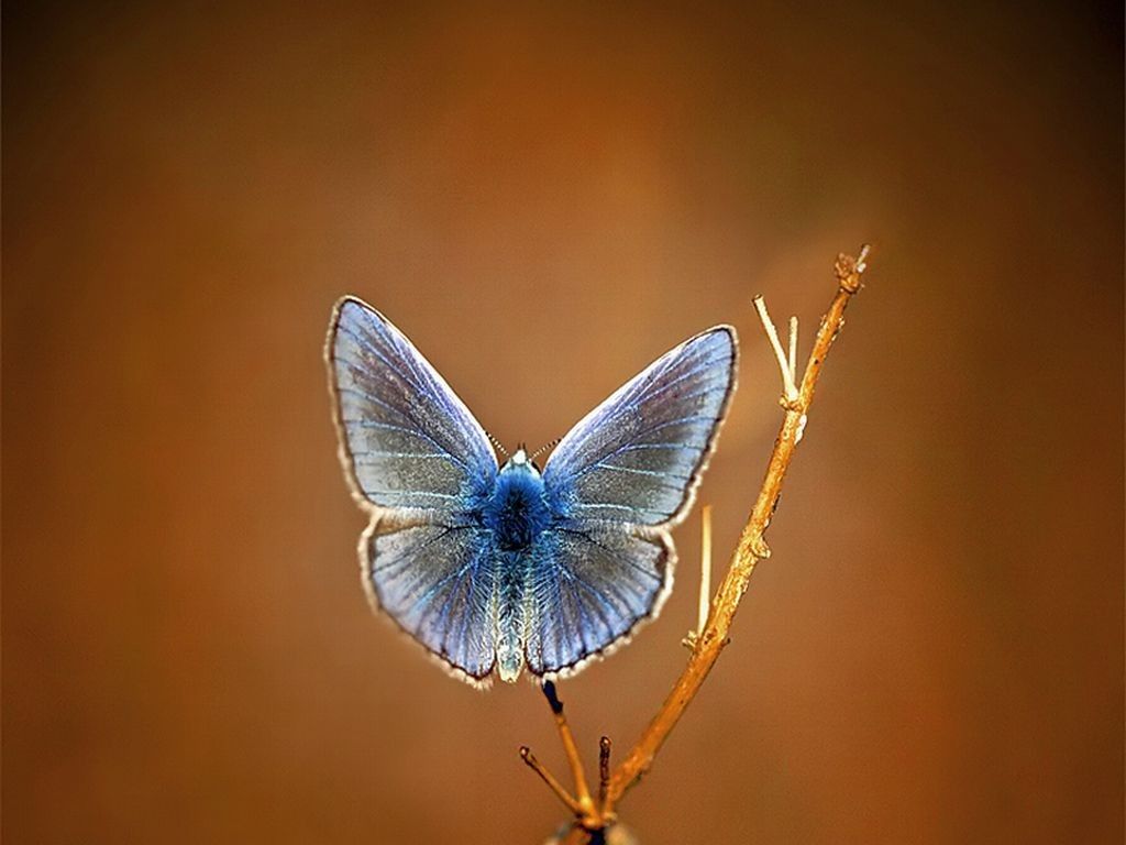 Cute Moth Wallpapers - Wallpaper Cave