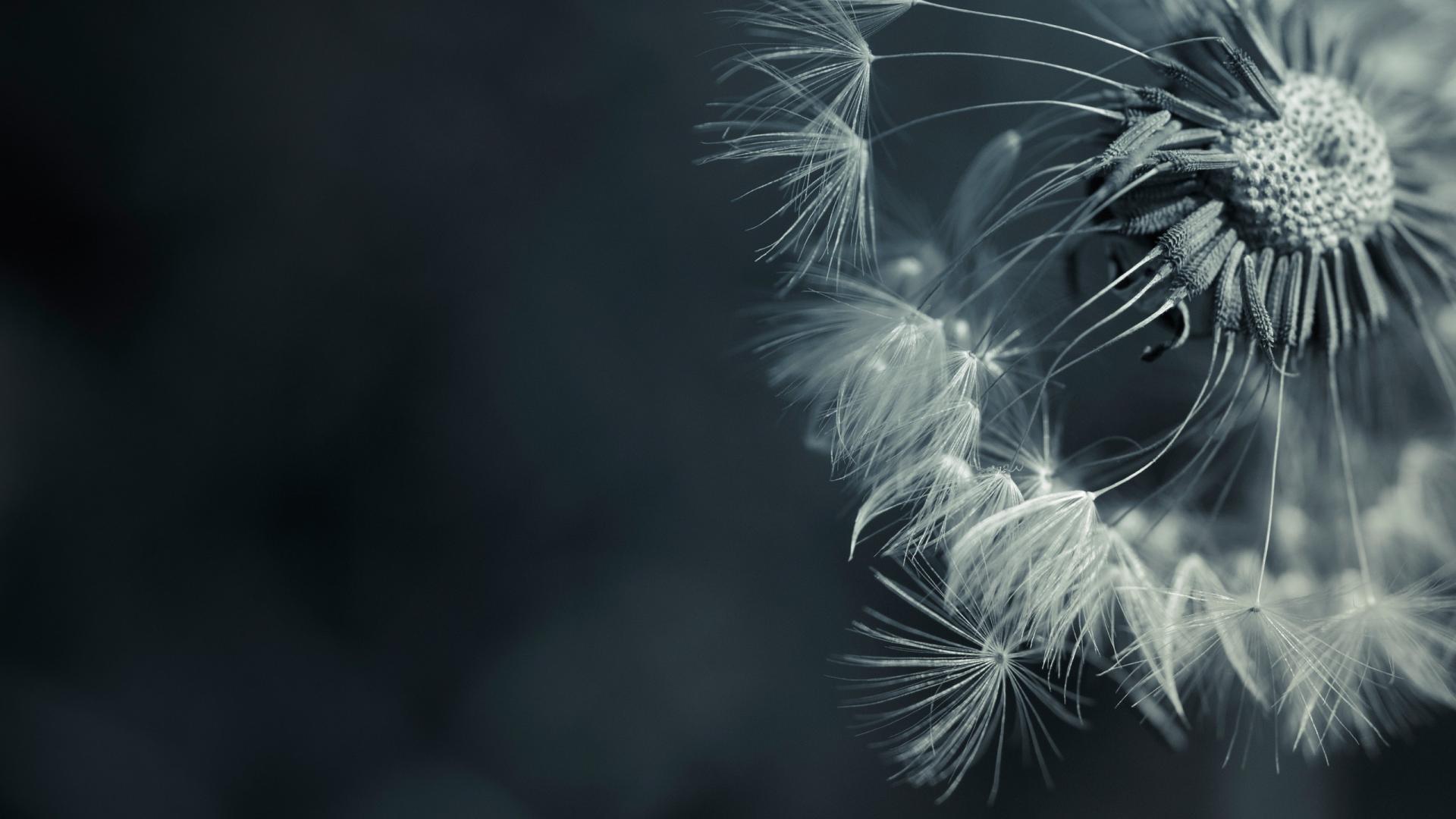 Autumn Black Wallpapers - Wallpaper Cave