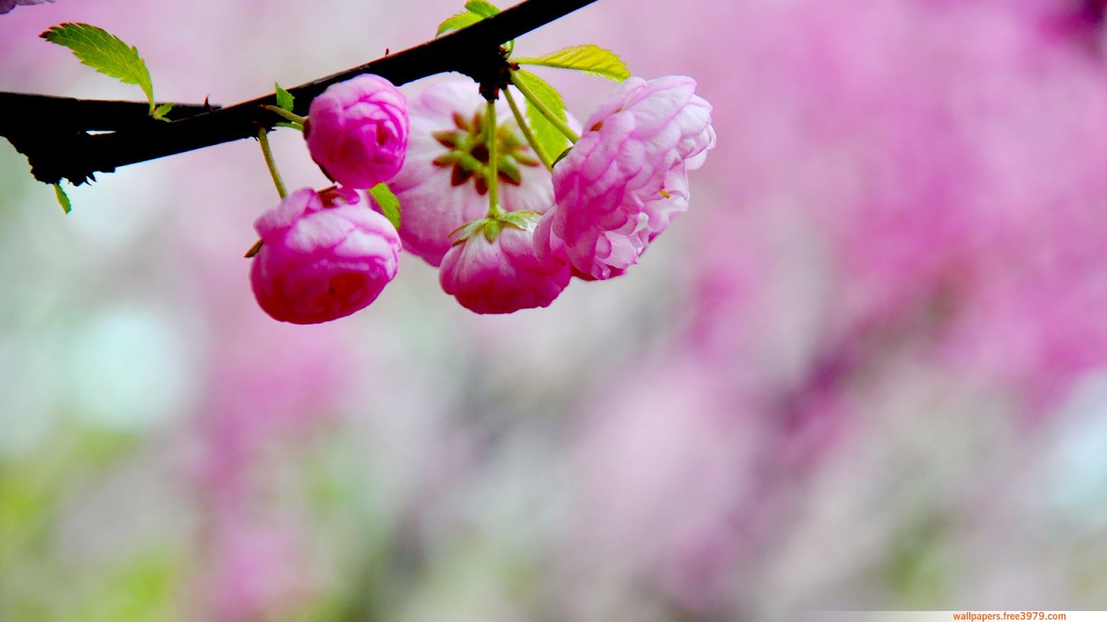 Peach Blossom Wallpapers - Wallpaper Cave