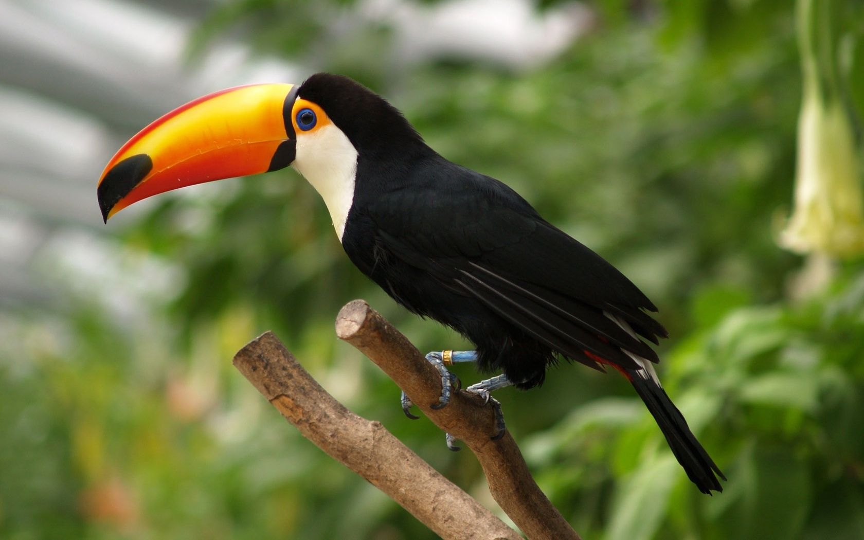 Baby Toucan Wallpapers - Wallpaper Cave