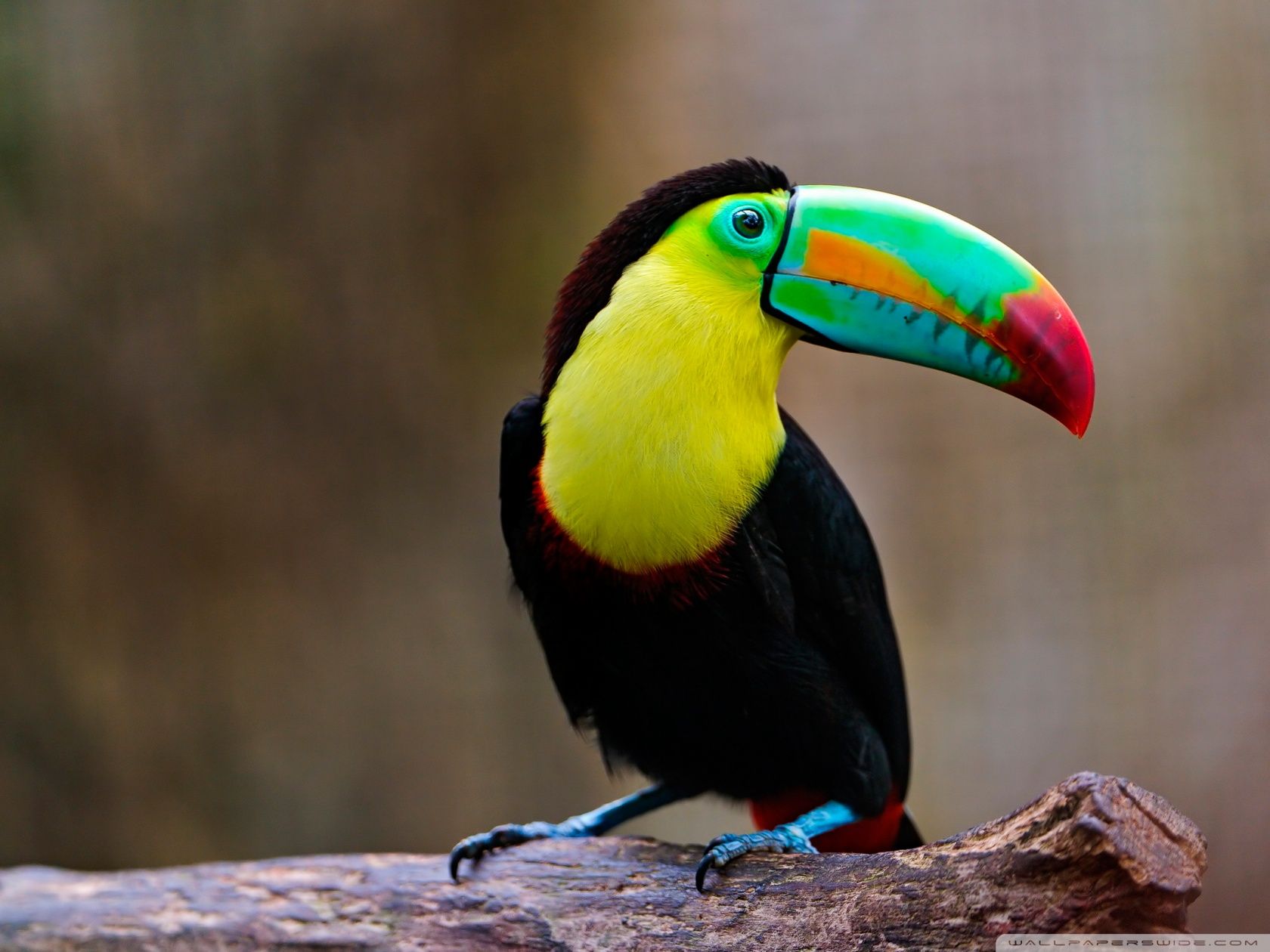 Baby Toucan Wallpapers - Wallpaper Cave