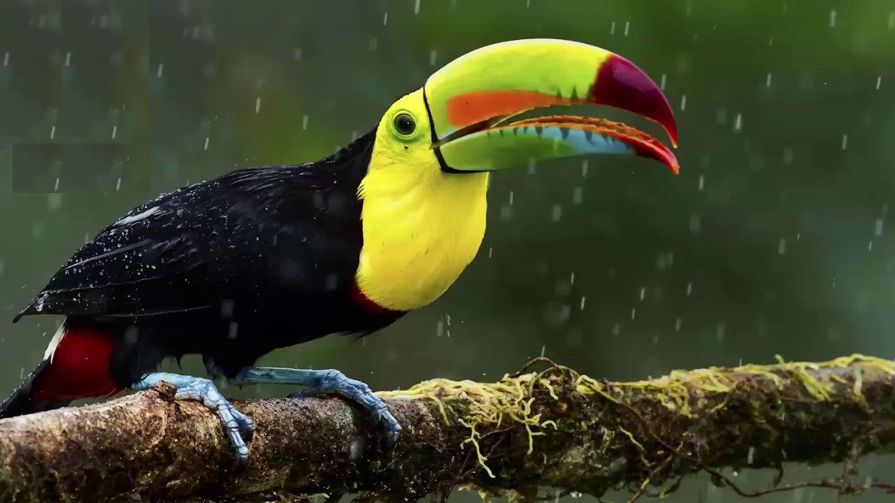 Baby Toucan Wallpapers - Wallpaper Cave
