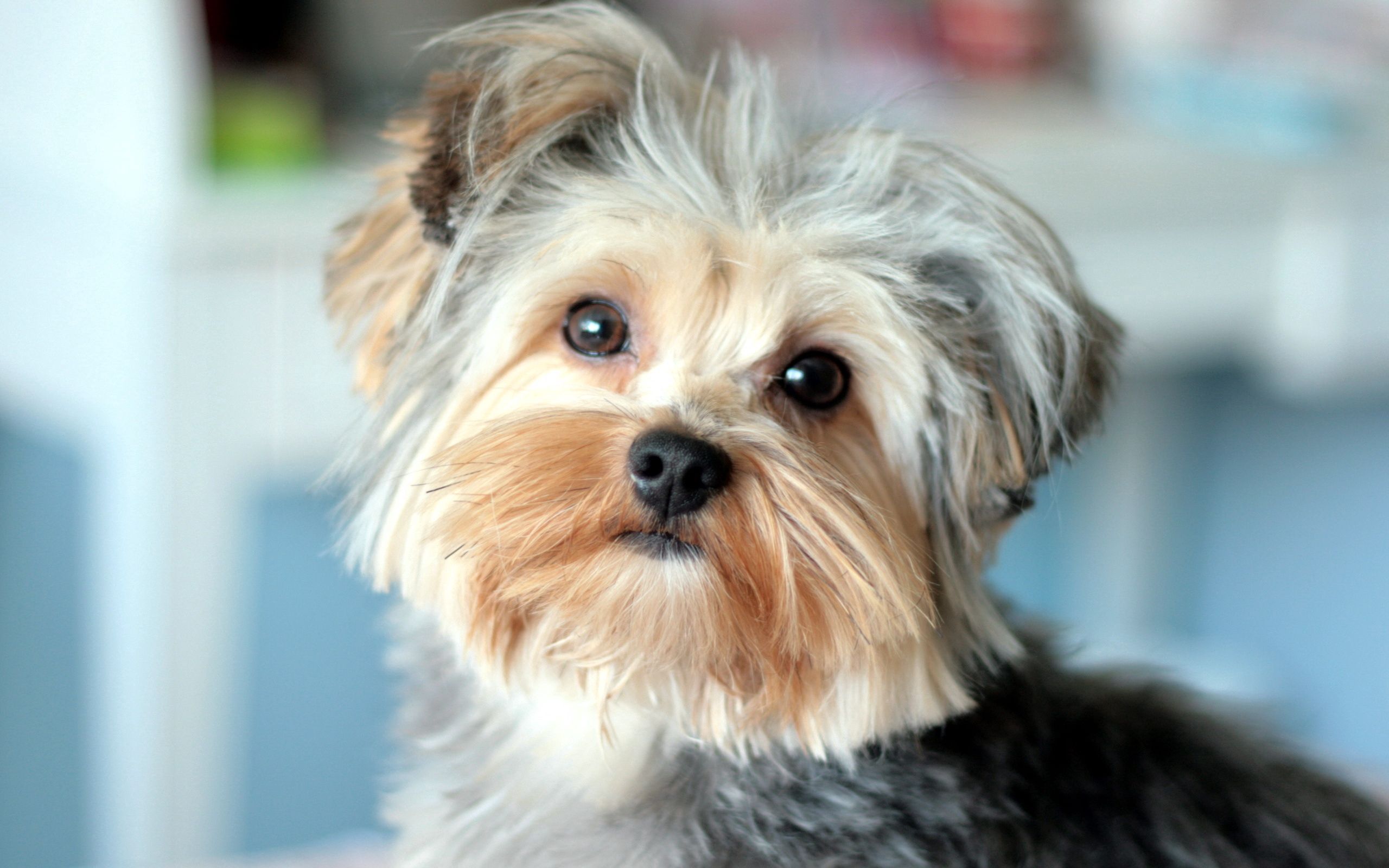 Morkie Wallpapers - Wallpaper Cave