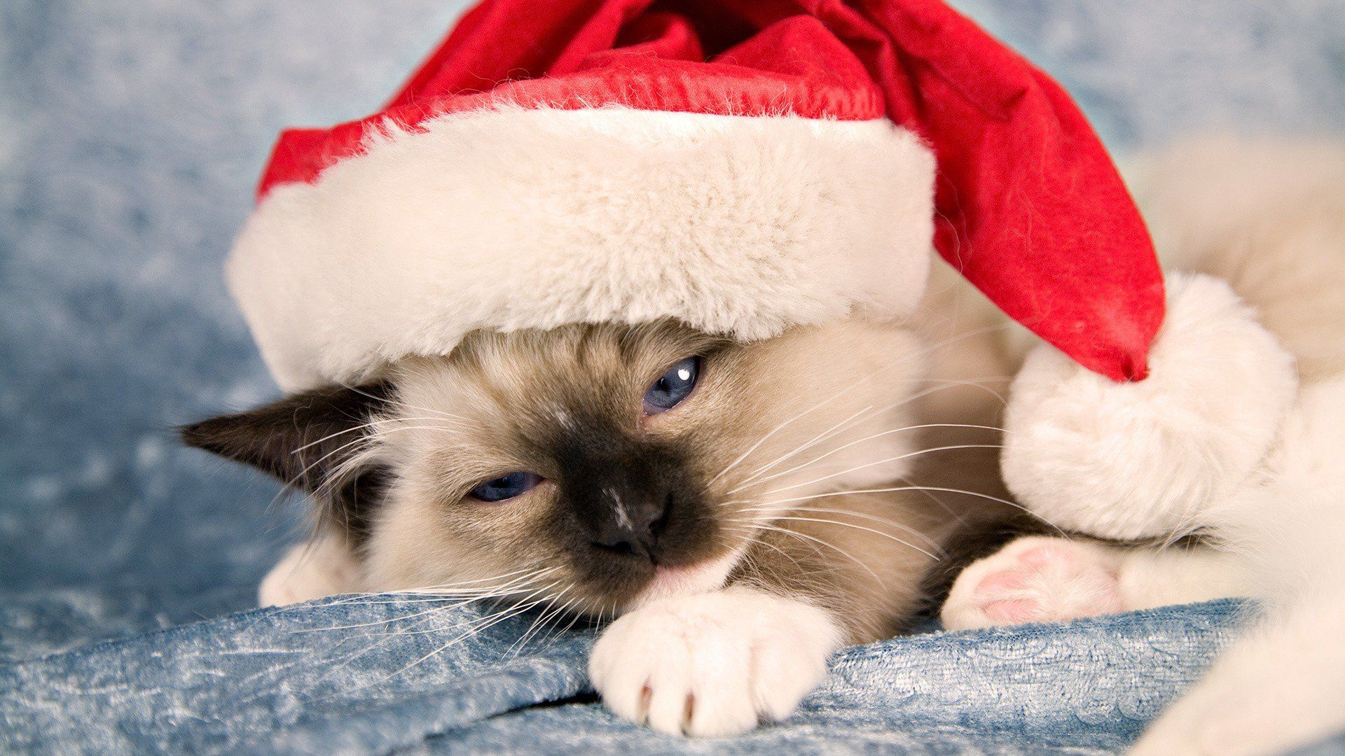 Christmas Animals Cute Wallpapers - Wallpaper Cave