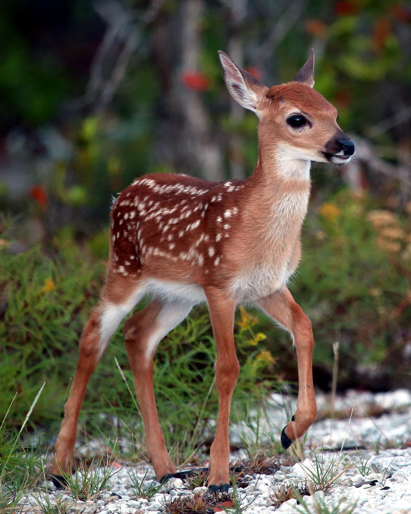 Baby Deers Wallpapers Wallpaper Cave