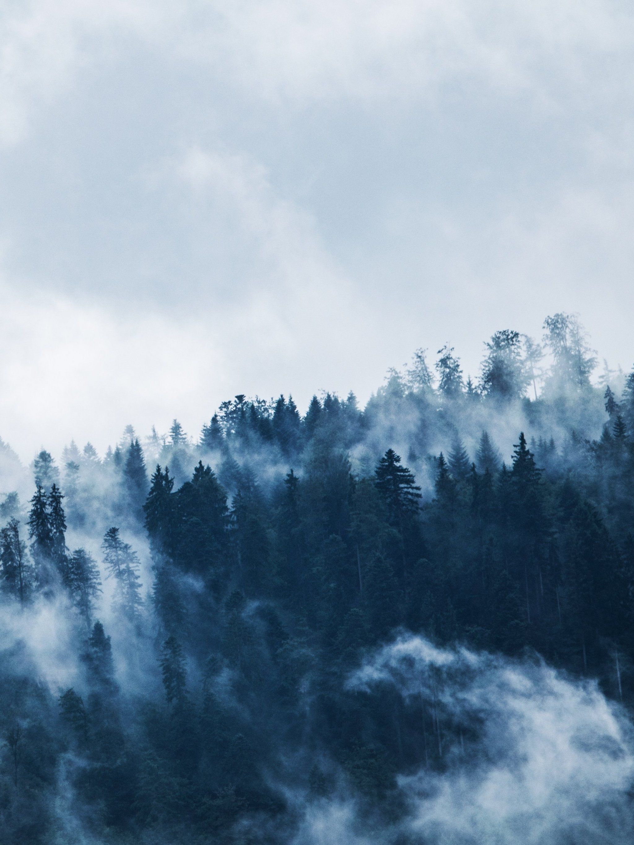 Winter Forest Android Wallpapers - Wallpaper Cave