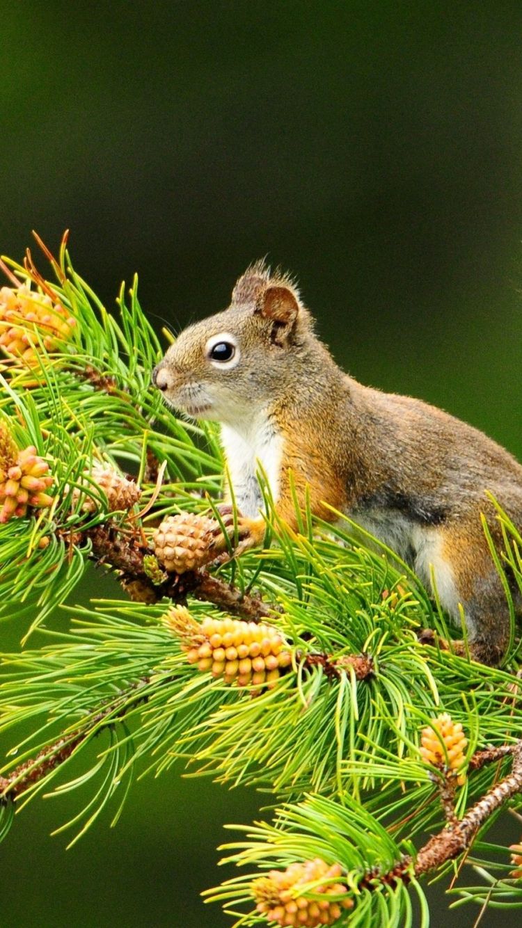 Animal Phone Wallpapers - Wallpaper Cave