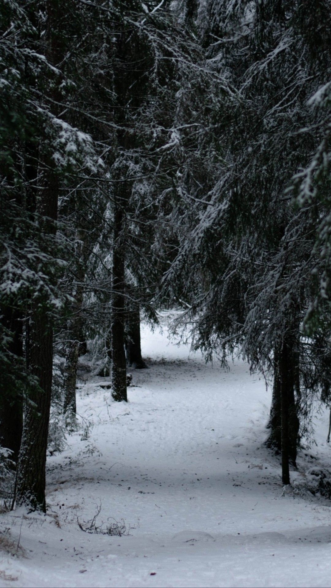 iPhone Winter Tree Wallpapers - Wallpaper Cave
