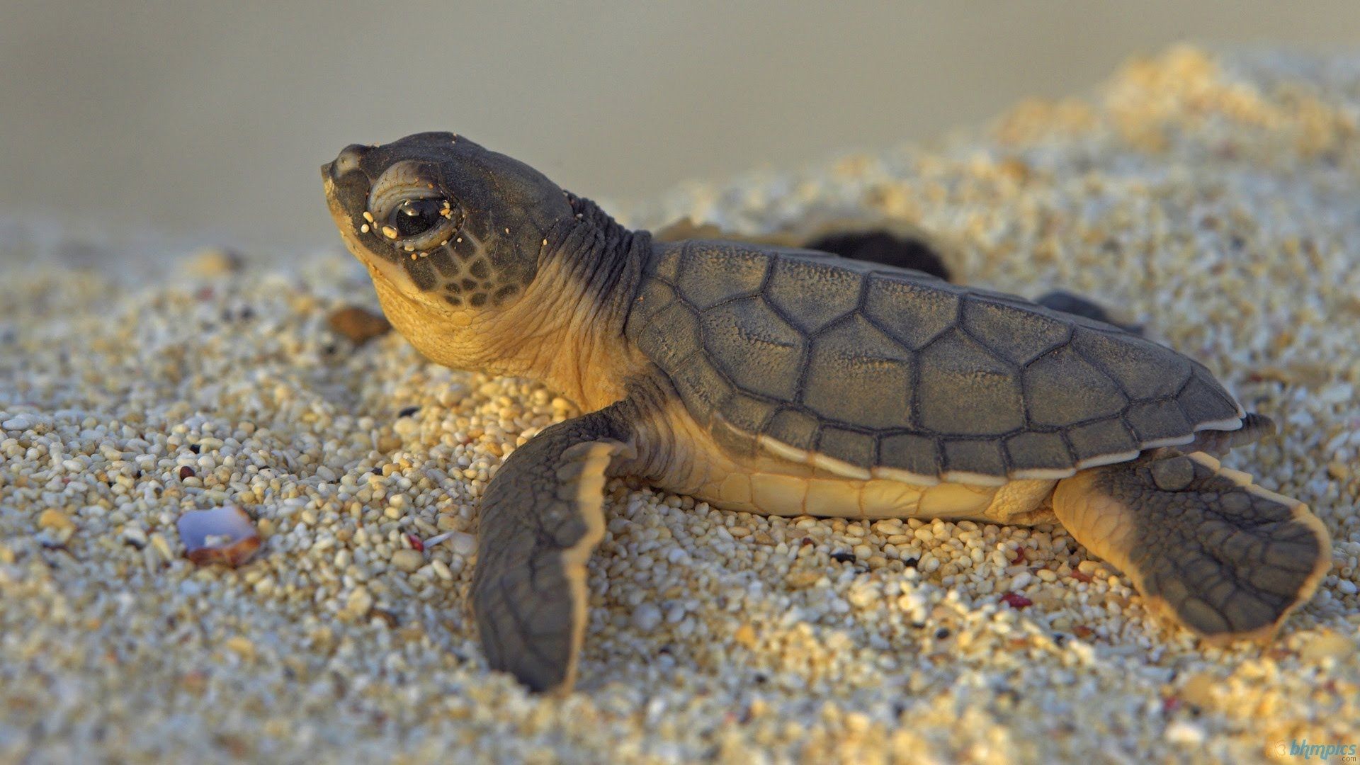 Baby Tortoise Wallpapers - Wallpaper Cave