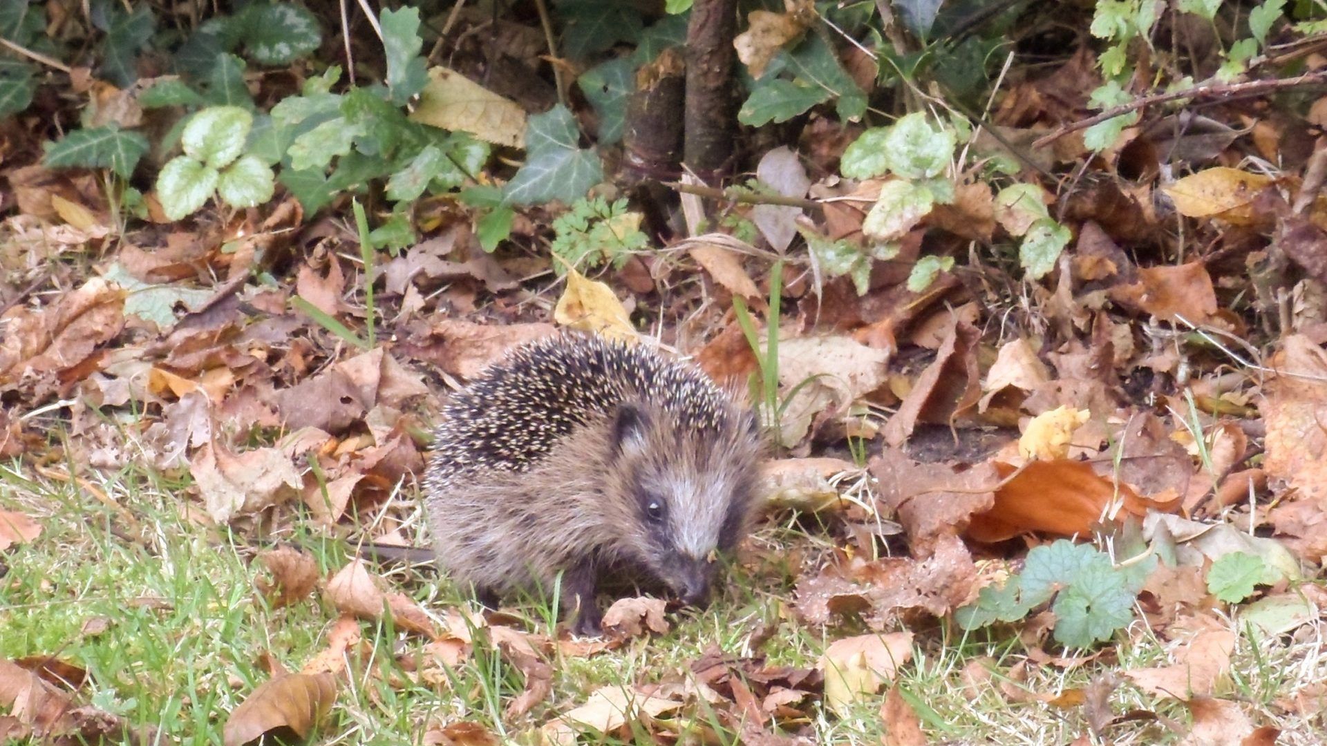 Egel Wallpapers - Wallpaper Cave